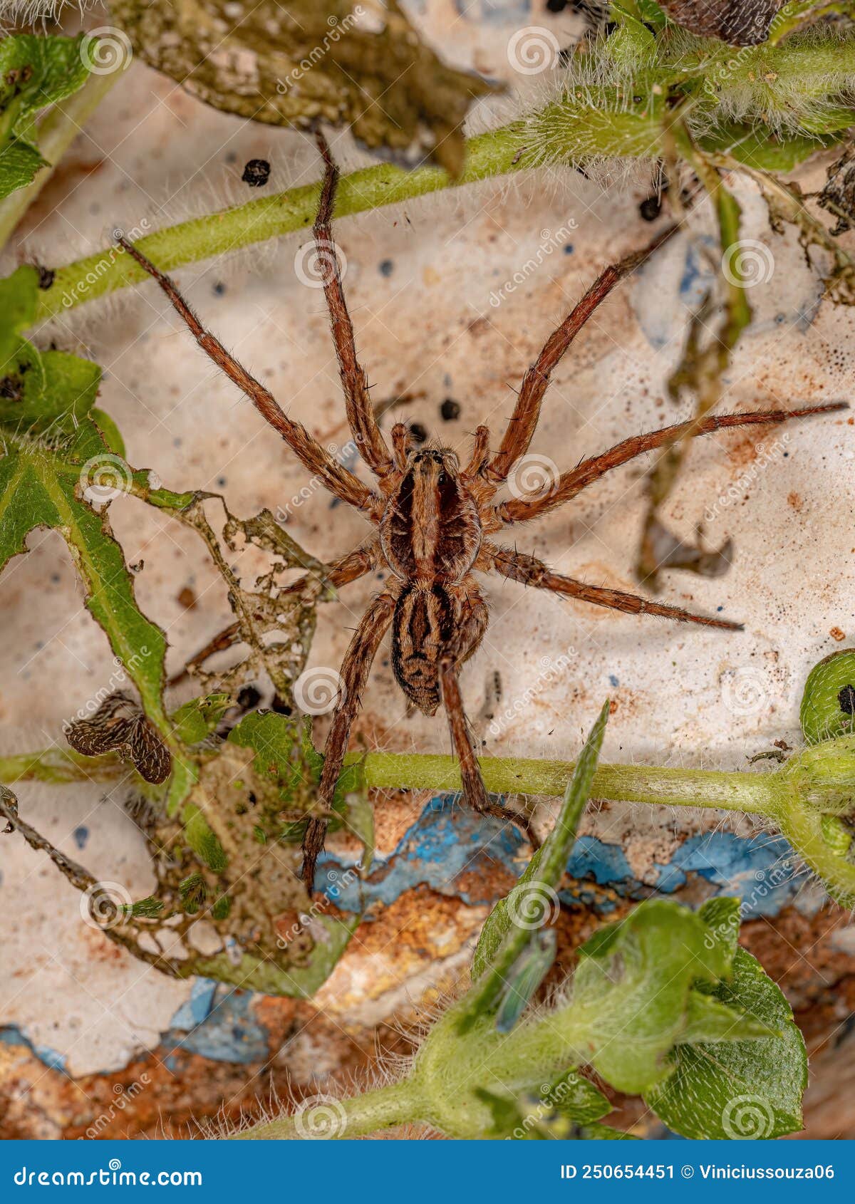 Small Wolf Spider stock image. Image of wildlife, female - 250654451