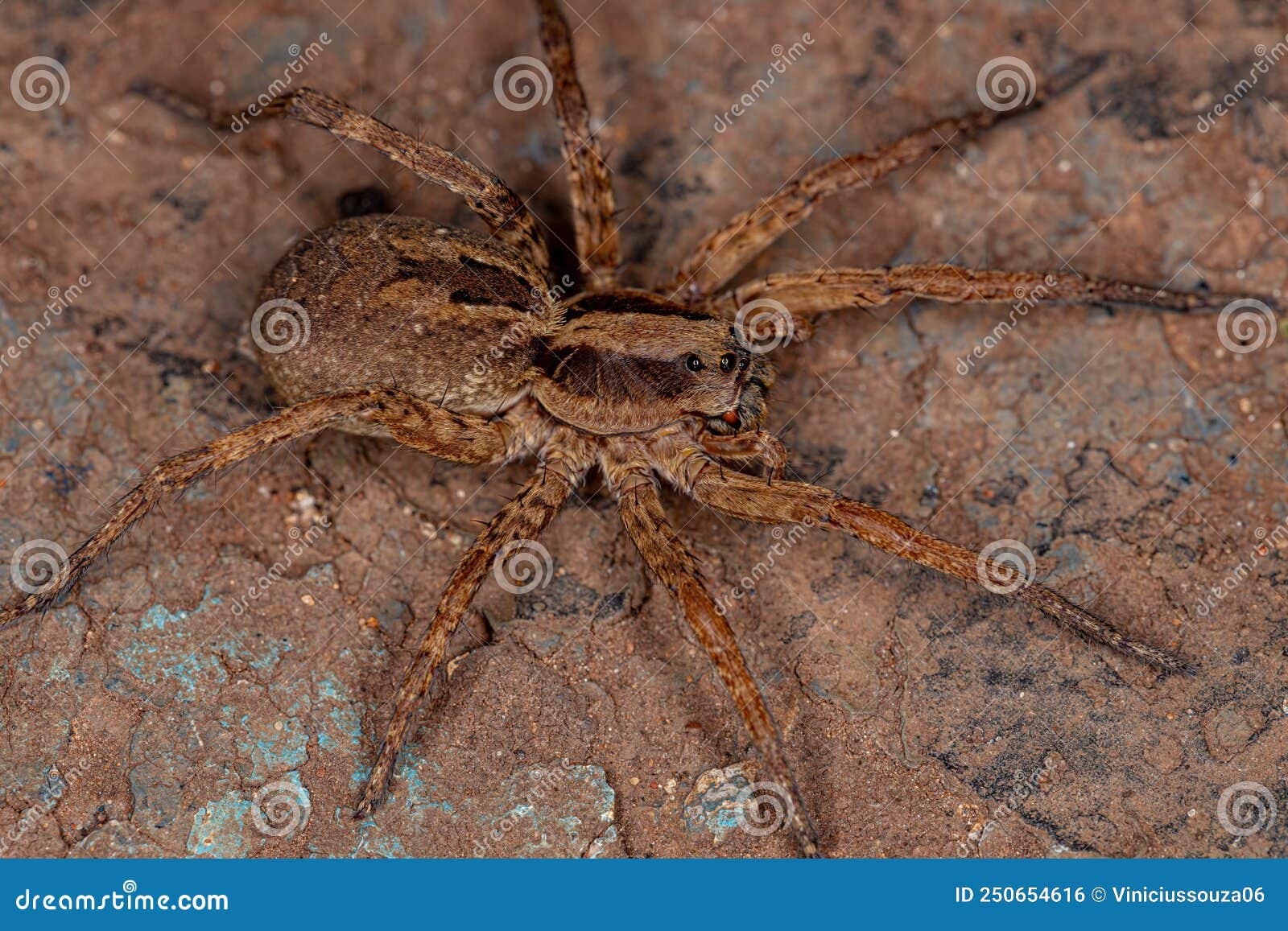 Small Wolf Spider stock photo. Image of animal, insect - 250654616