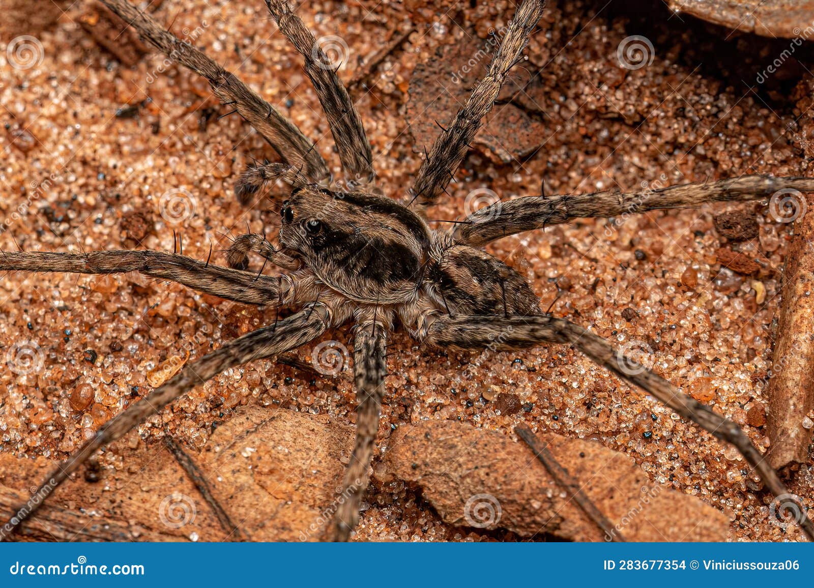 Small Wolf Spider stock photo. Image of poisonous, arthropoda - 283677354