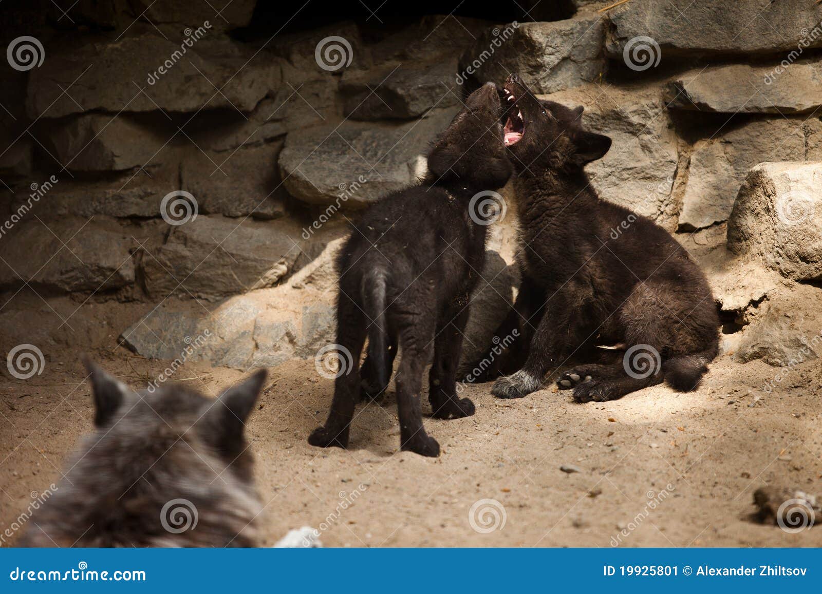 Small wolves stock image. Image of small, muzzle, puppy - 19925801