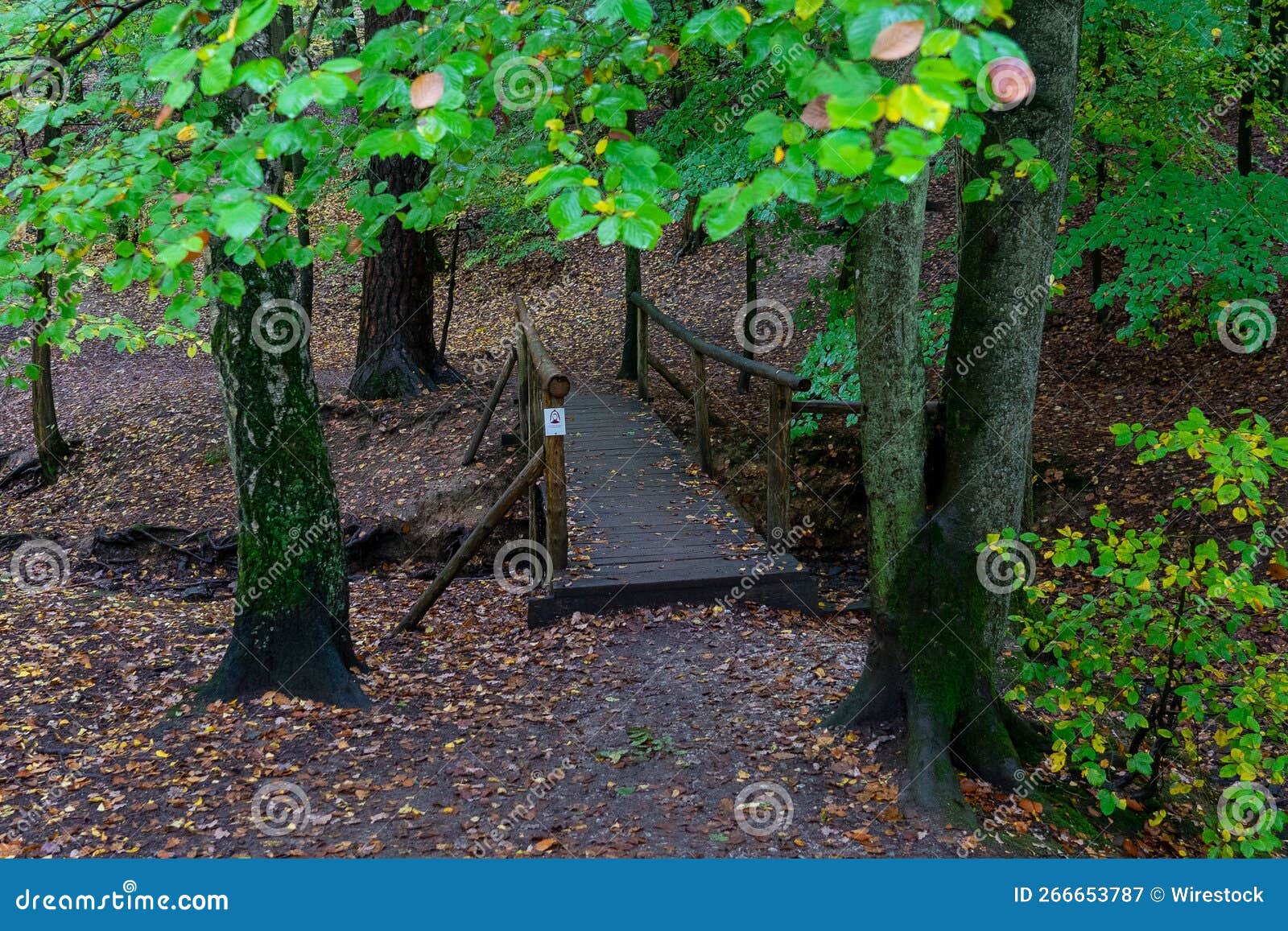 Small Wooden Bridge in a Forest Stock Image - Image of foliage, forest ...