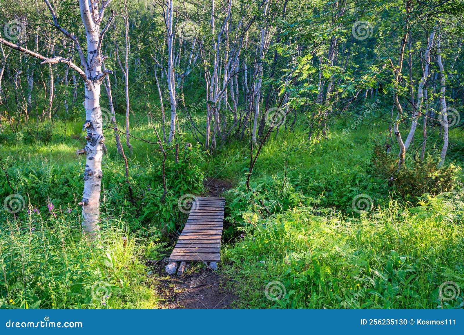 Small Wooden Bridge Over a Stream Stock Photo - Image of outdoor ...