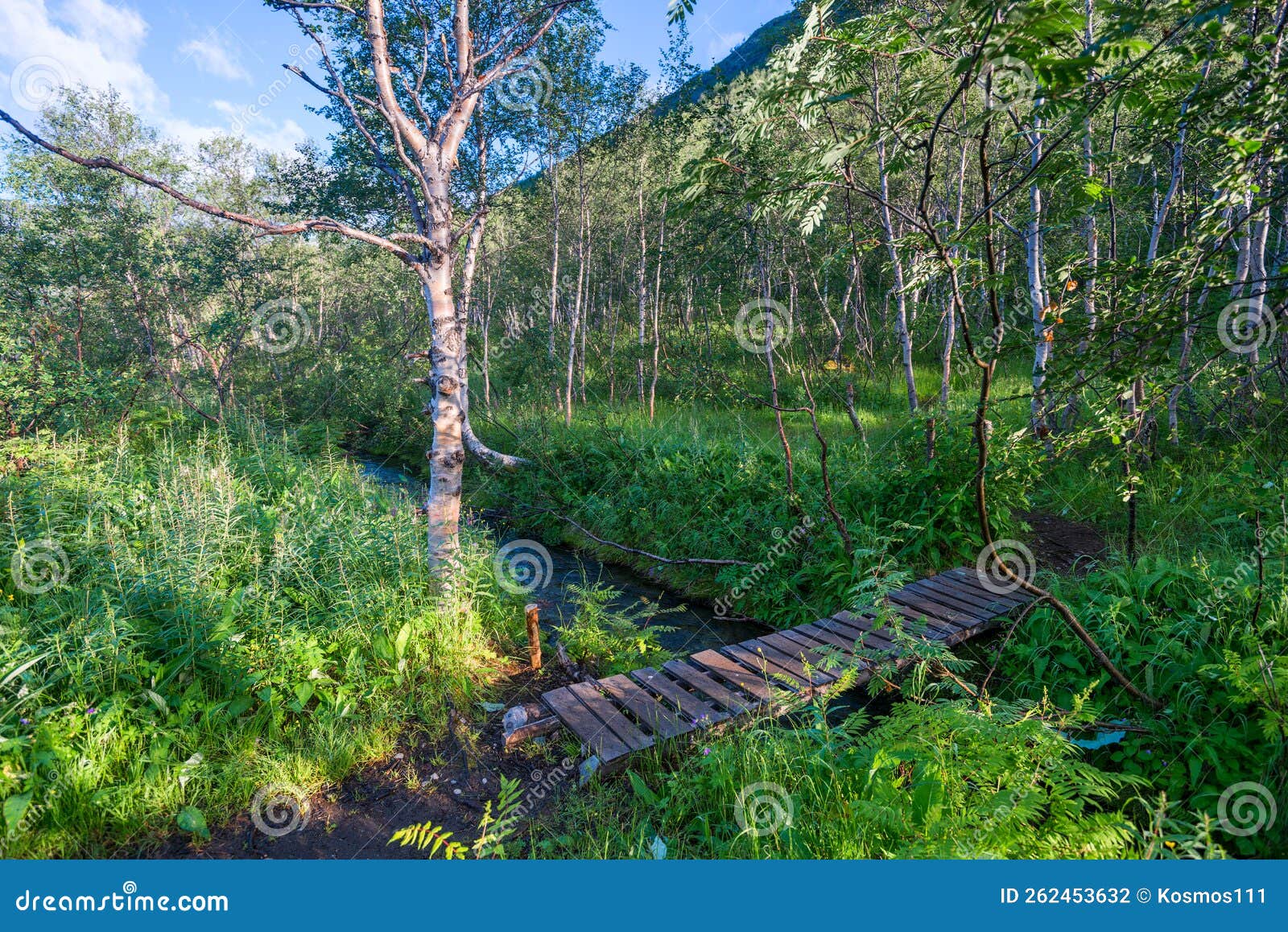 Small Wooden Bridge Over a Stream Stock Photo - Image of plants, scene ...