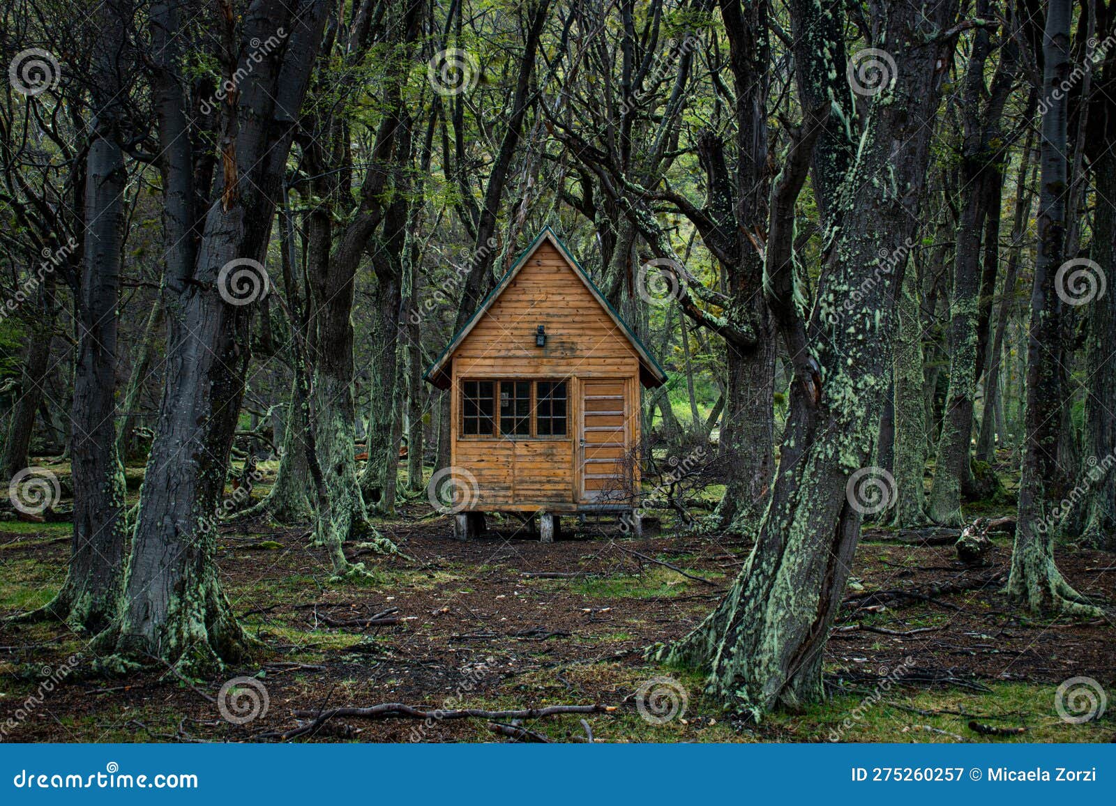 Small Wooden Cabin in the Woods Stock Image - Image of house, garden ...