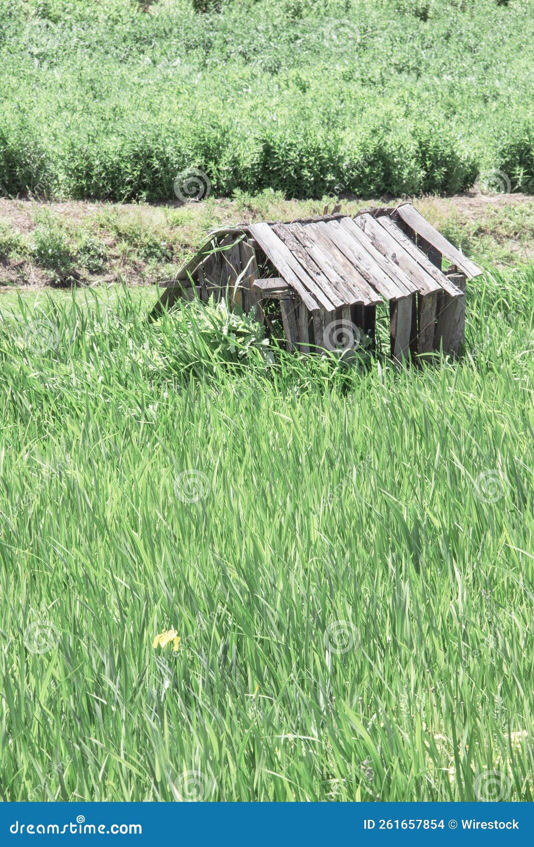 Small Wooden House in the Tall Grass Editorial Stock Image - Image of ...