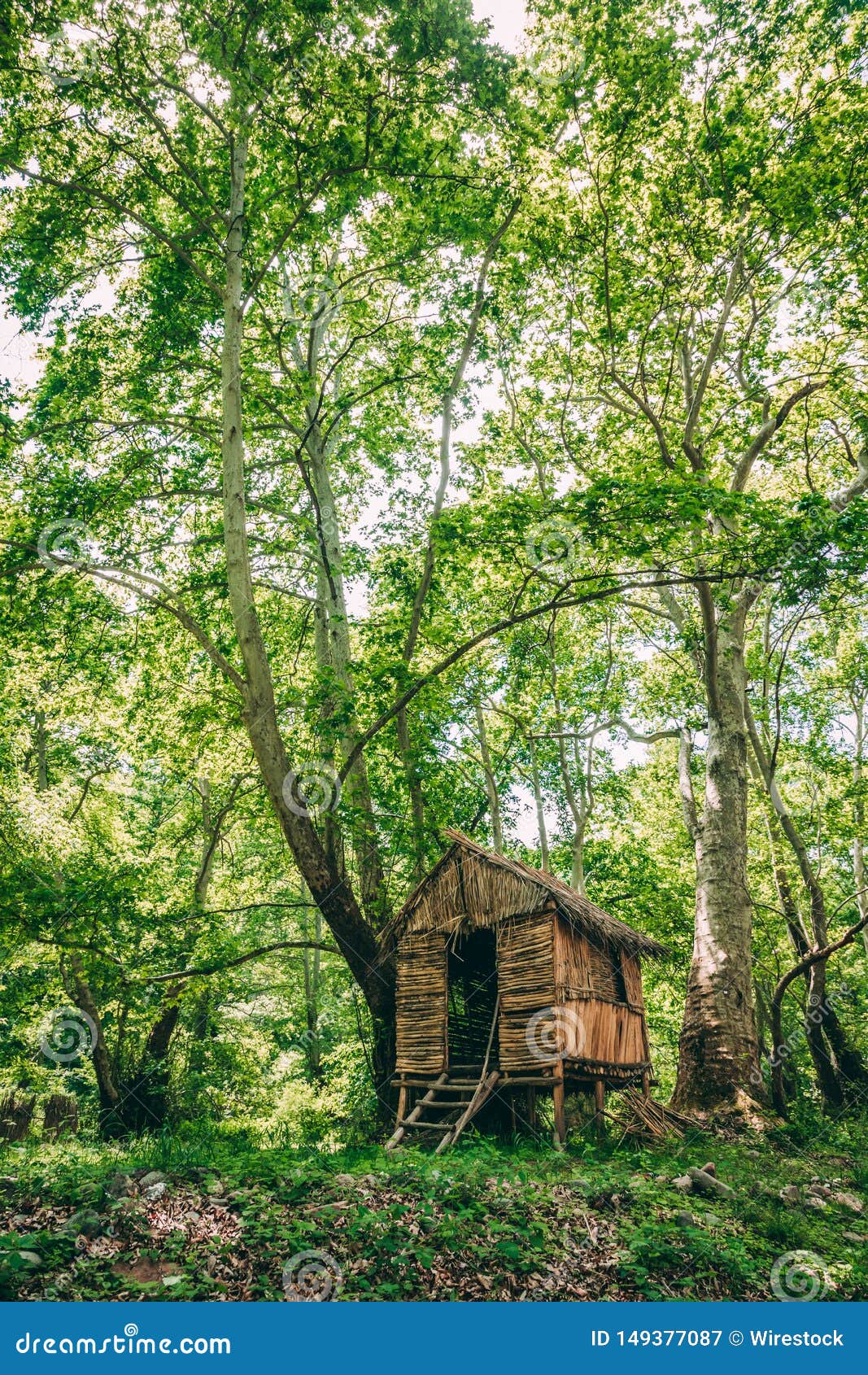 Small Wooden Hut in the Green Woods Stock Image - Image of rustic ...