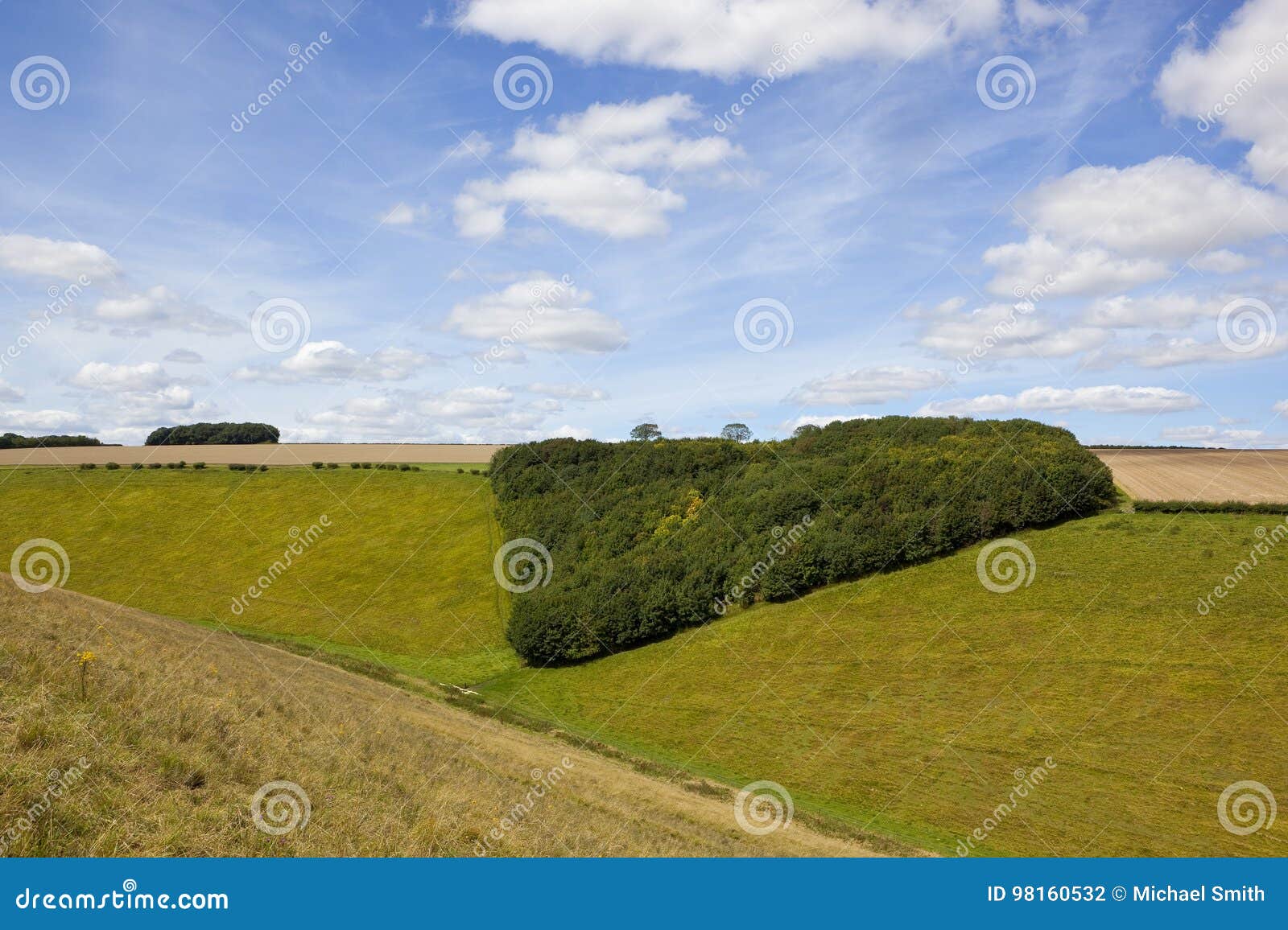 Small woodland copse stock photo. Image of english, grazing - 98160532