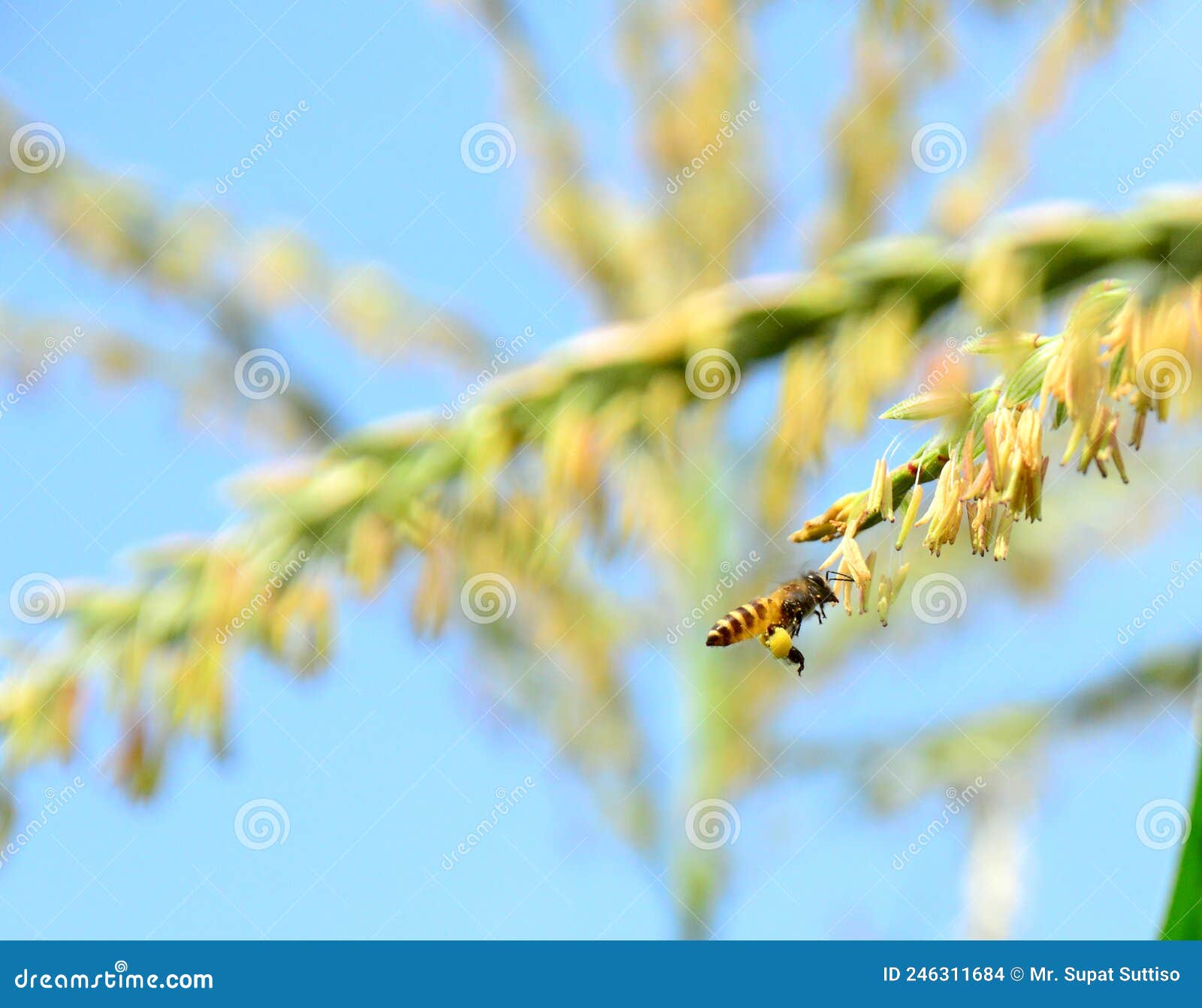 A Small Worker Bee is Pollinating the Corn Flower. Copy Space, Concept ...