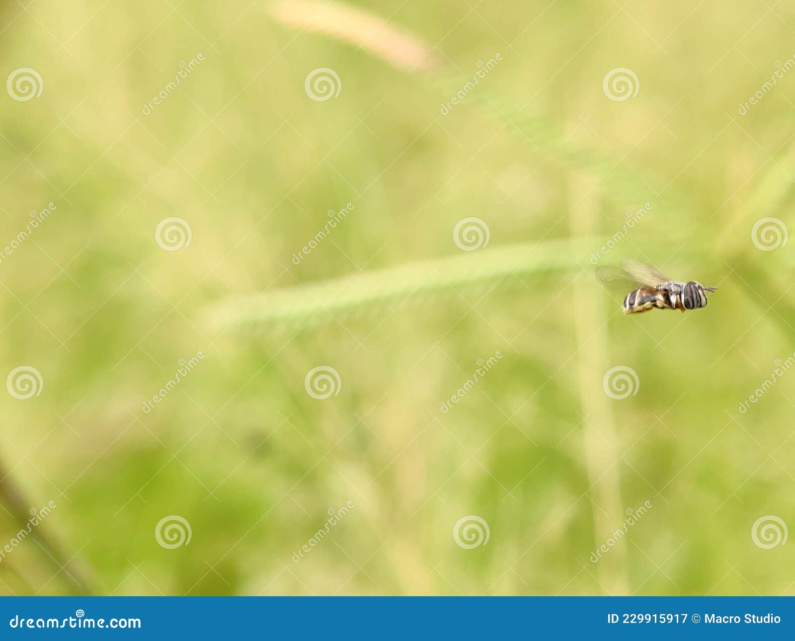 Small Working Bee Resting at the Edge of Dried Grass in Morning at ...