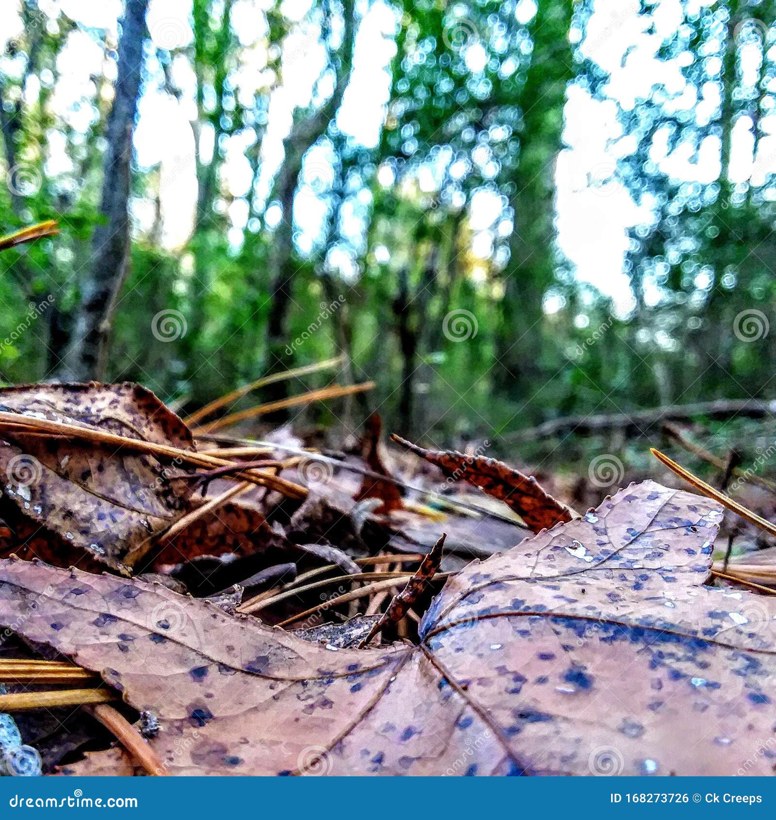 Small World for a Big Forest Stock Photo - Image of nature, world ...