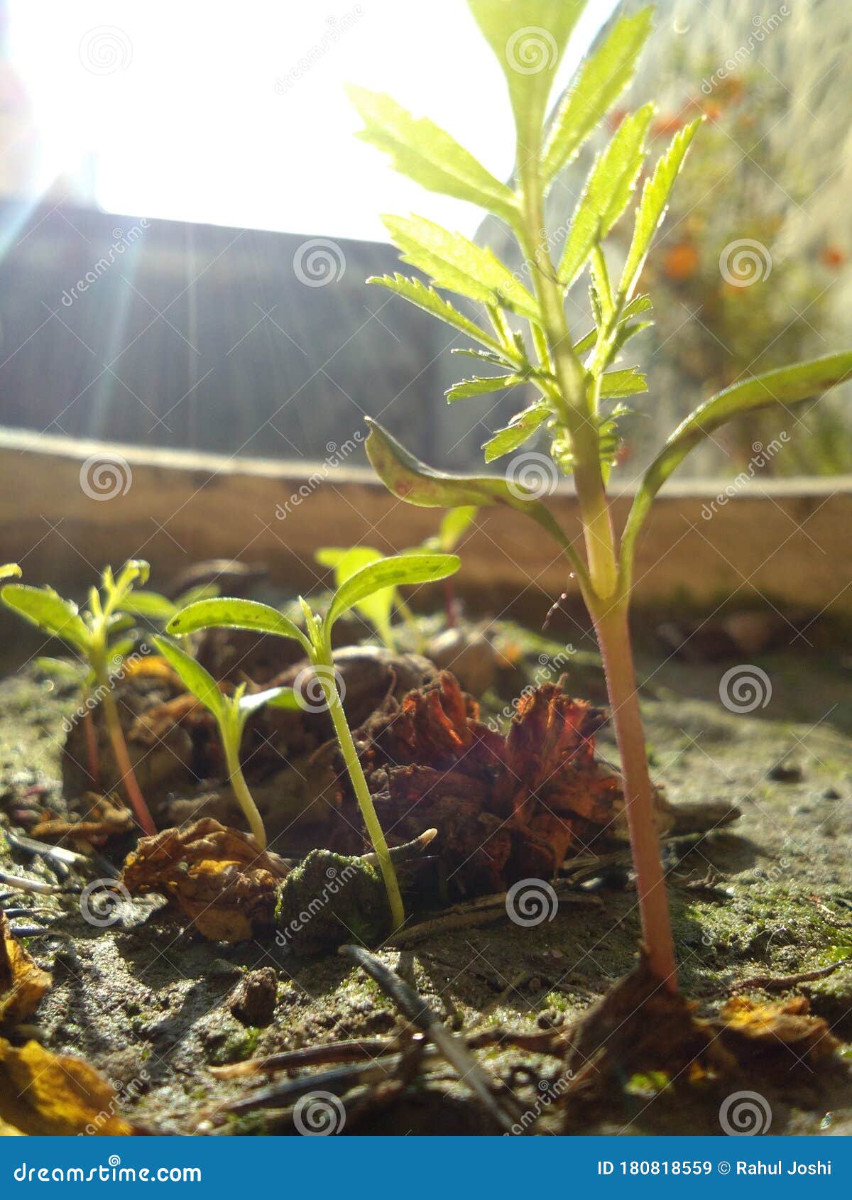 In the Small World of Growing Plants Stock Image - Image of growing ...