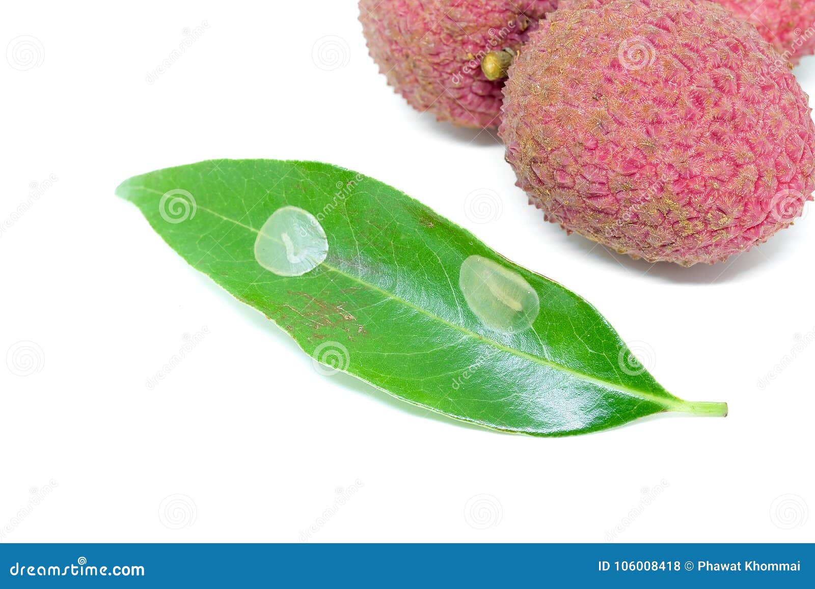 Small Worm on the Leaves of Lychee Stock Photo - Image of litchi ...