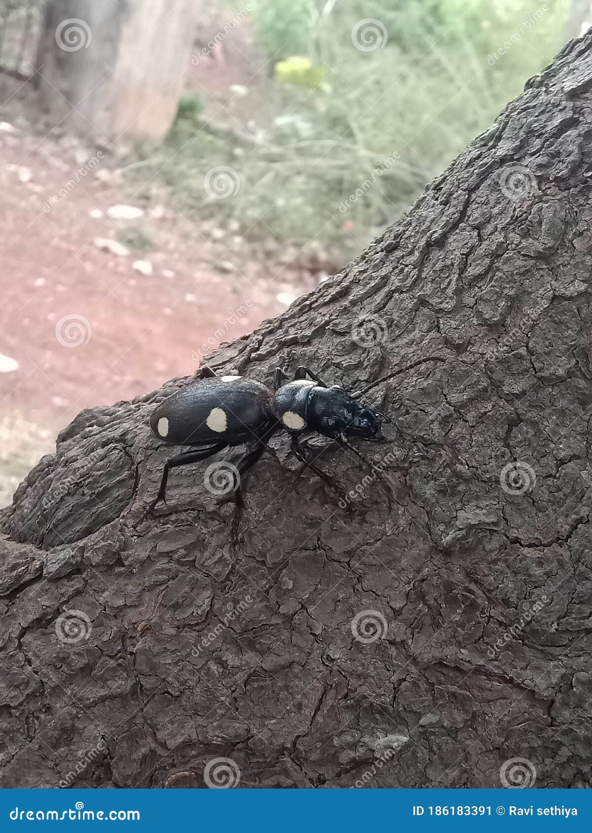 A Small Worm Sitting on a Tree Branch Stock Image - Image of ...