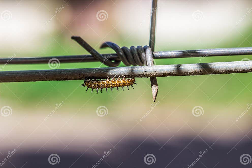 Small Worm Sitting Under a Wire Stock Image - Image of arthropod ...