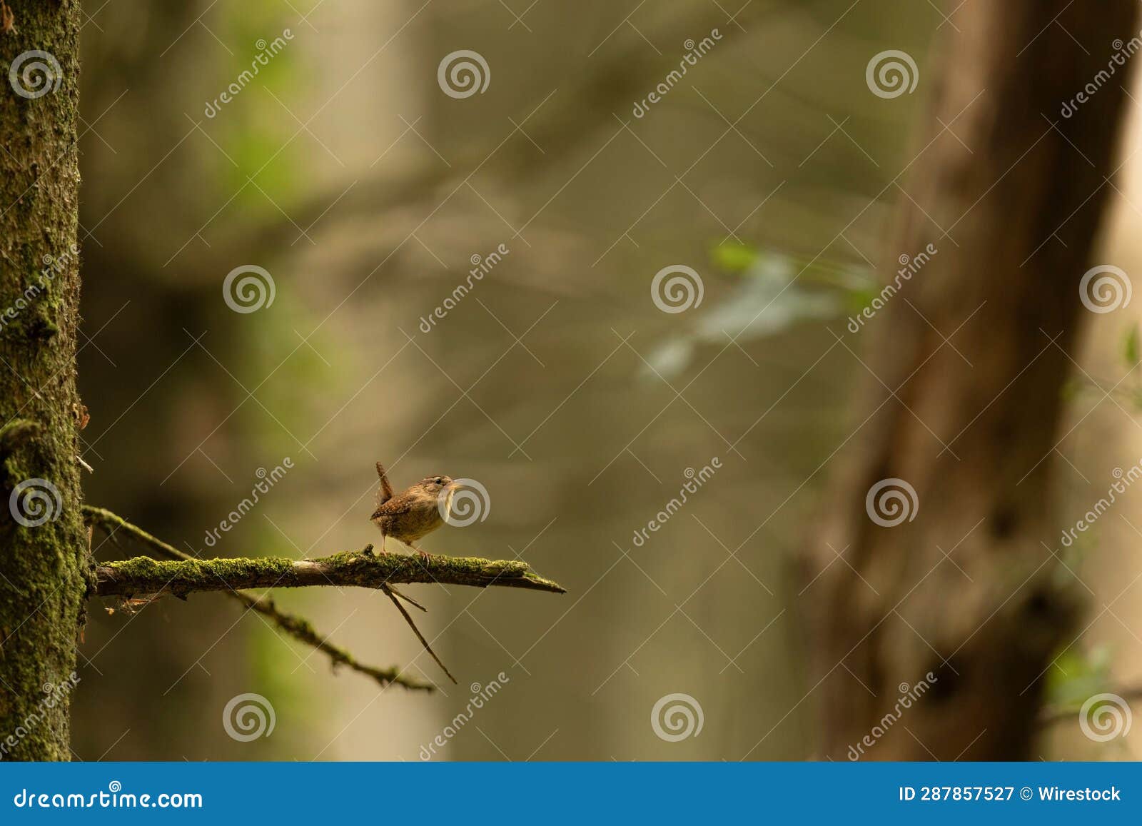 Small Wren Perched Delicately on the Tip of a Tree Branch Stock Image ...