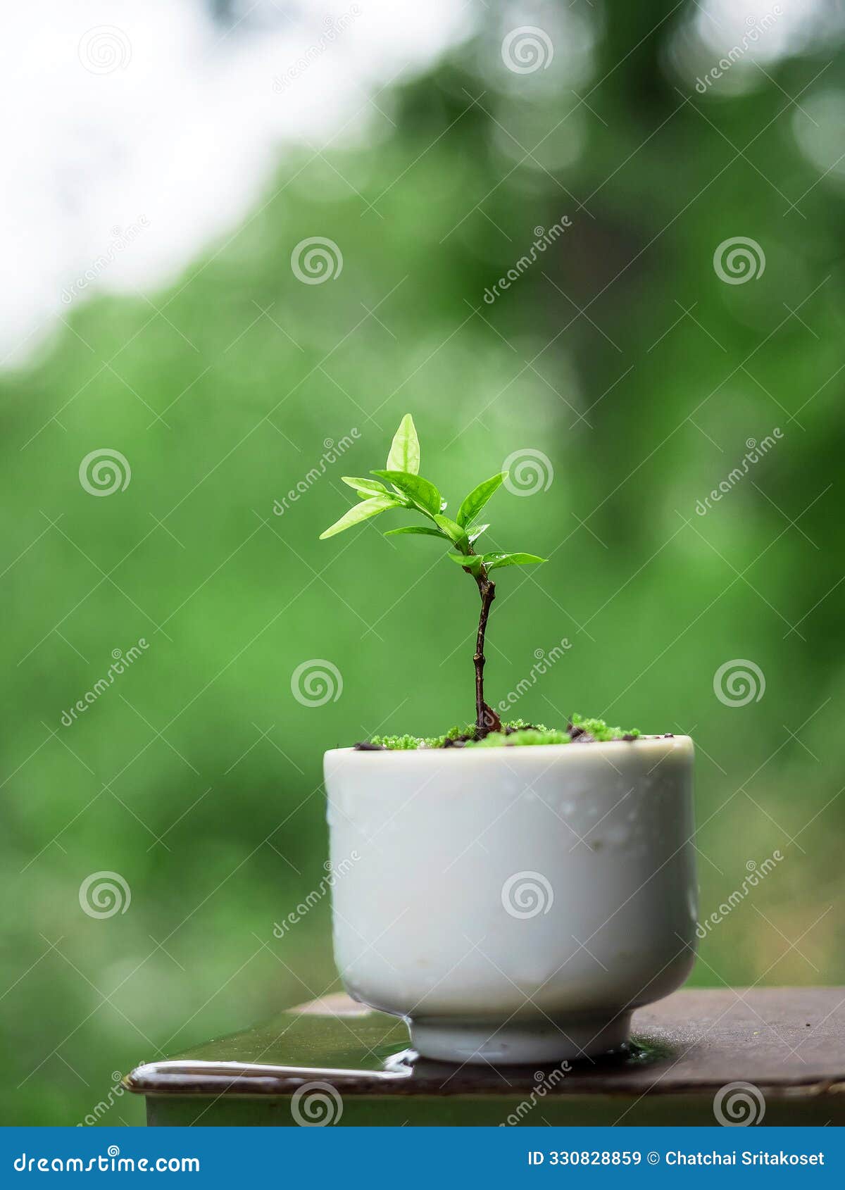 Small Wrightia Religiosa Benth, in a Ceramic Pot on a Natural ...