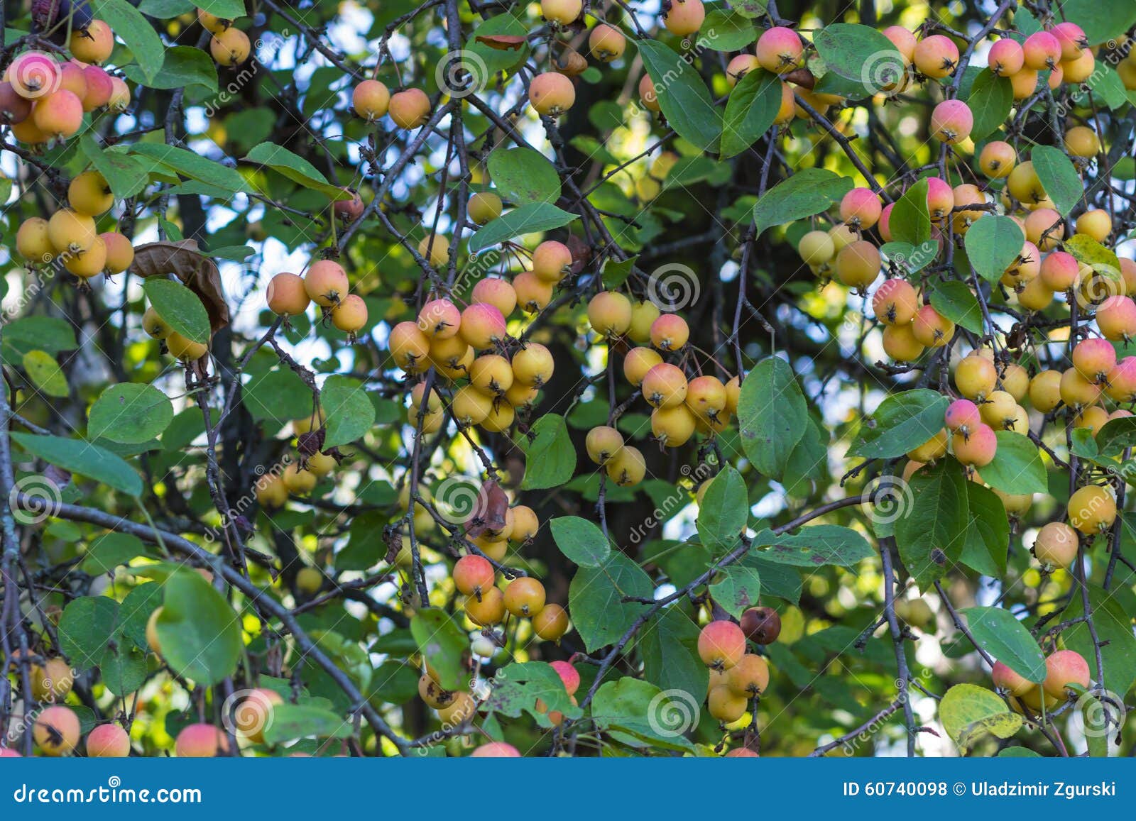 Small yellow apples stock photo. Image of herbal, medicine - 60740098