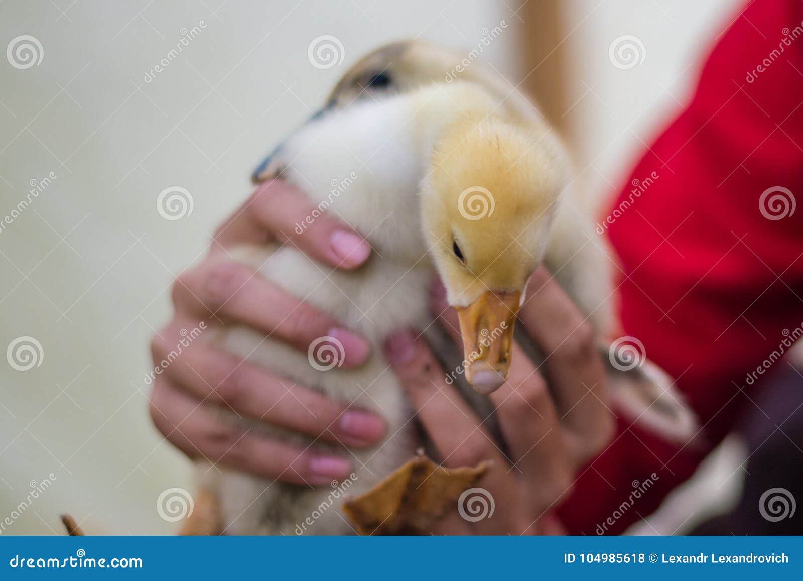 Small Baby Ducks in the Woman S Hands in Ukraine Stock Photo - Image of ...