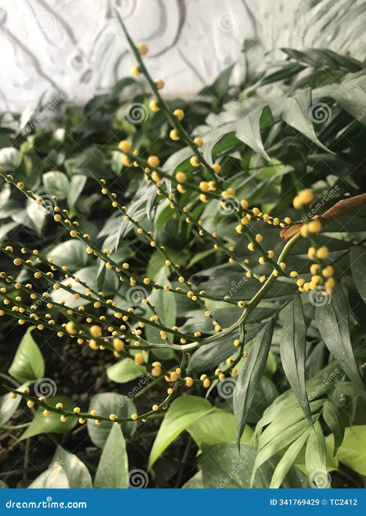 Small Yellow Balls of the Plant Chamaedorea Elegans Stock Image - Image ...