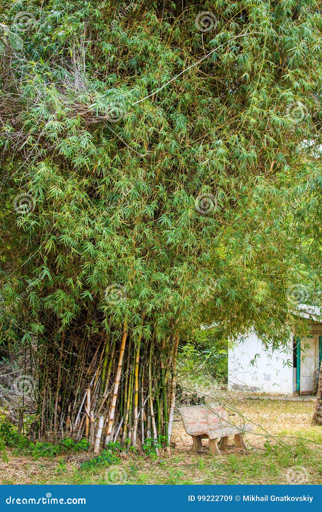 Bamboo bush in the park stock image. Image of decoration - 99222709