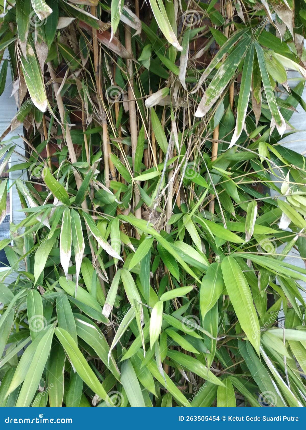 A Small Yellow Bamboo Tree in Bali Stock Photo - Image of bali, yellow ...