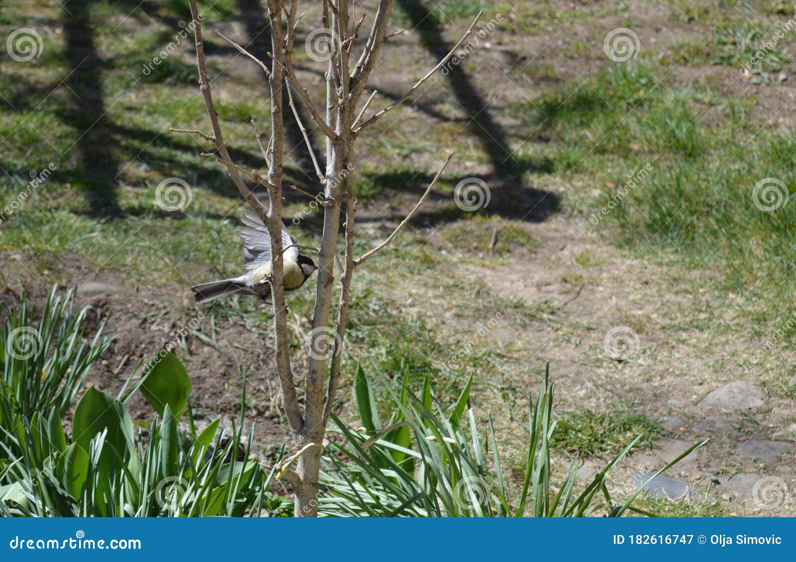 Small Yellow Bird in Flight Stock Image - Image of nature, leaf: 182616747
