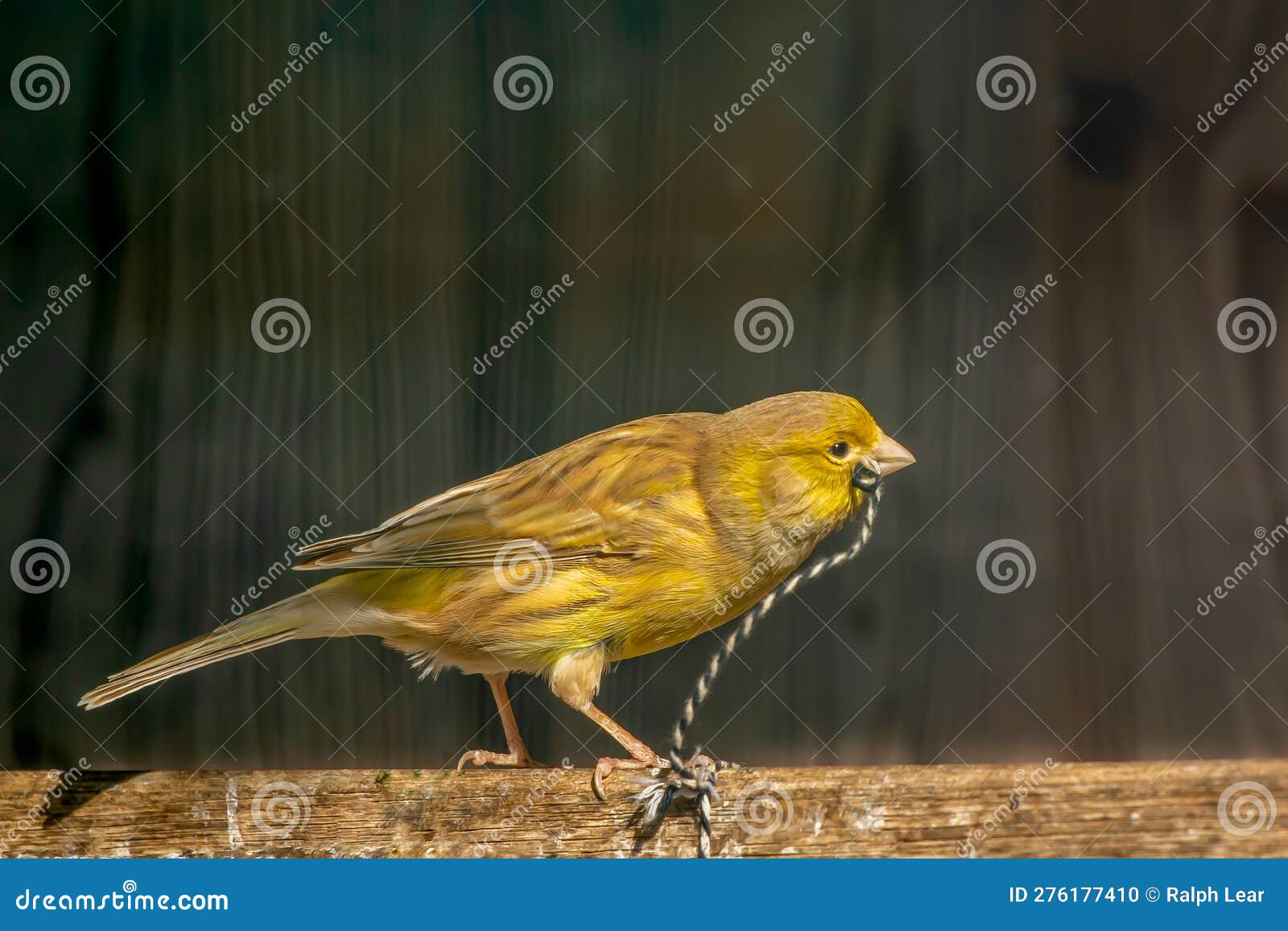 A Small Yellow Bird Hoplding a String in Its Beak Stock Photo - Image ...
