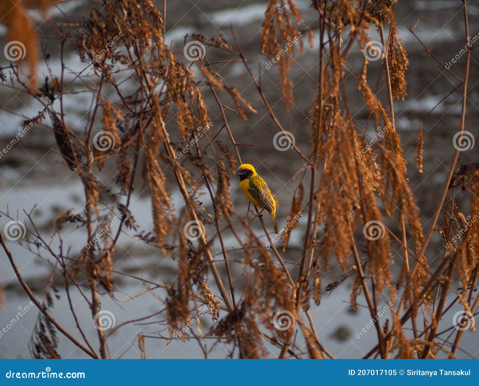 A Small Yellow Bird Perched on a Withered Tree Stock Image - Image of ...