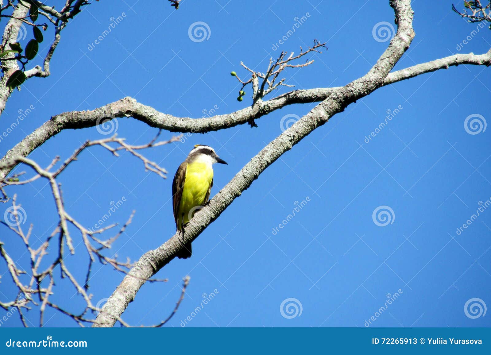 Small Yellow Bird on Tree Branch Stock Image - Image of beautiful ...