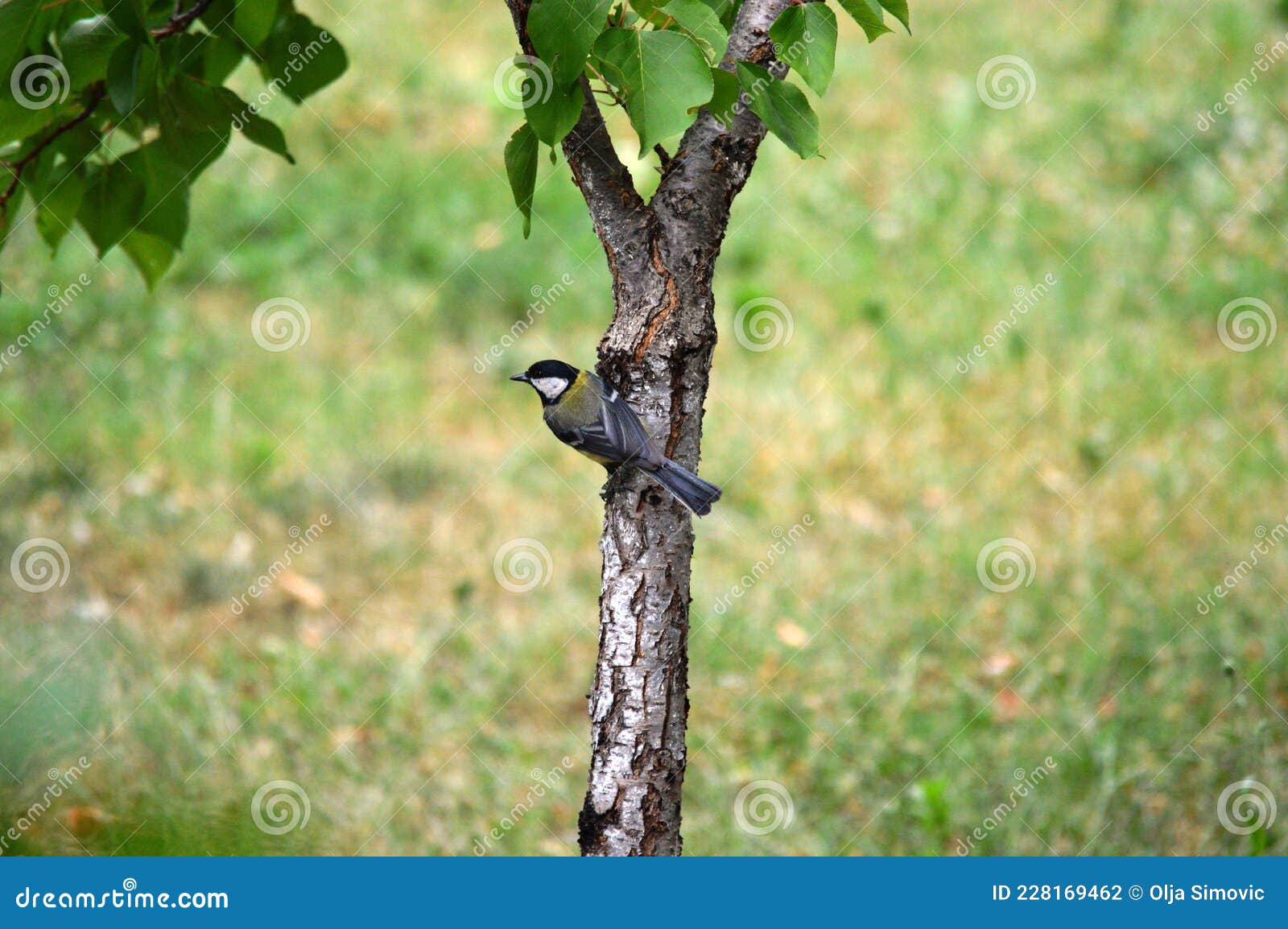 Small Yellow Bird on a Tree Stock Photo - Image of color, nature: 228169462
