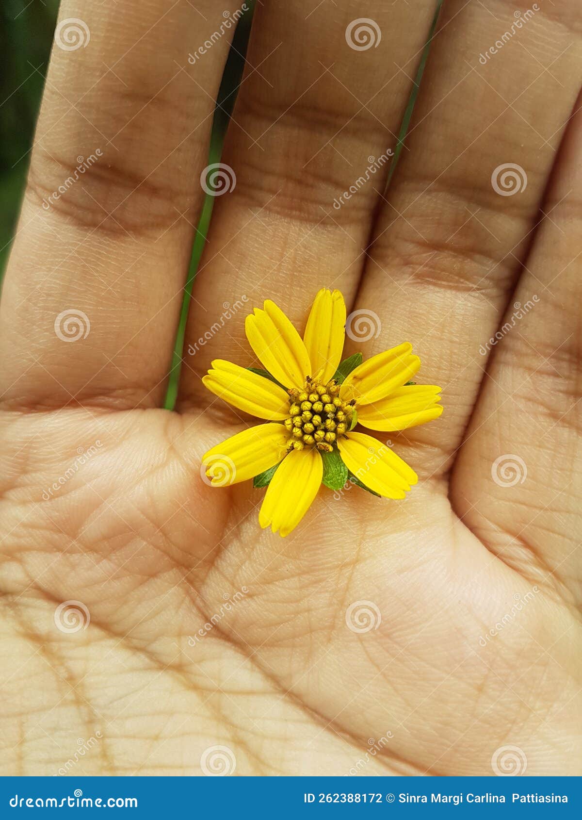 Small Yellow Broken Yellow Flower on a Palm of a Hand. Stock Photo ...