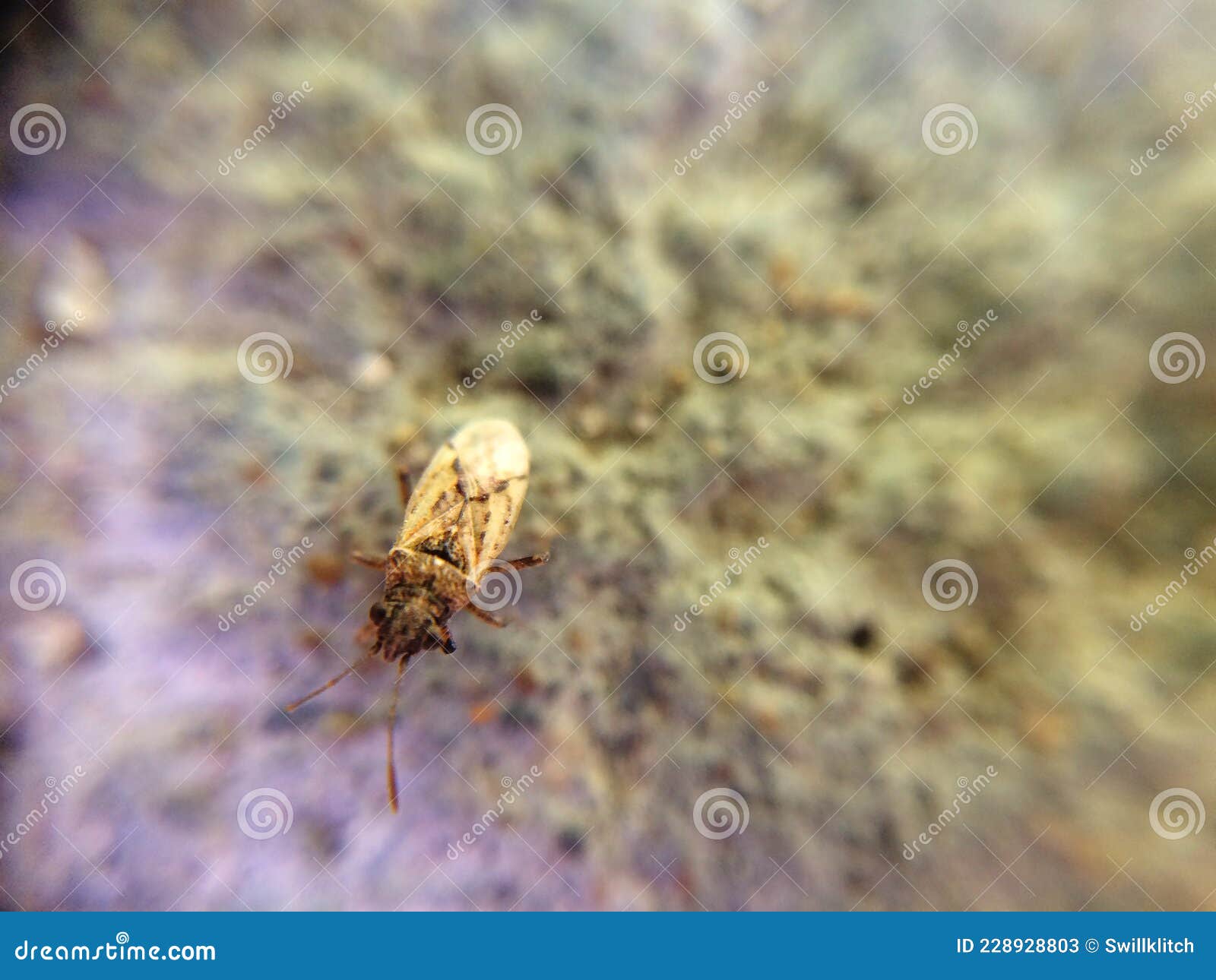 Small Yellow Bug Sitting on the Rock Stock Image - Image of environment ...