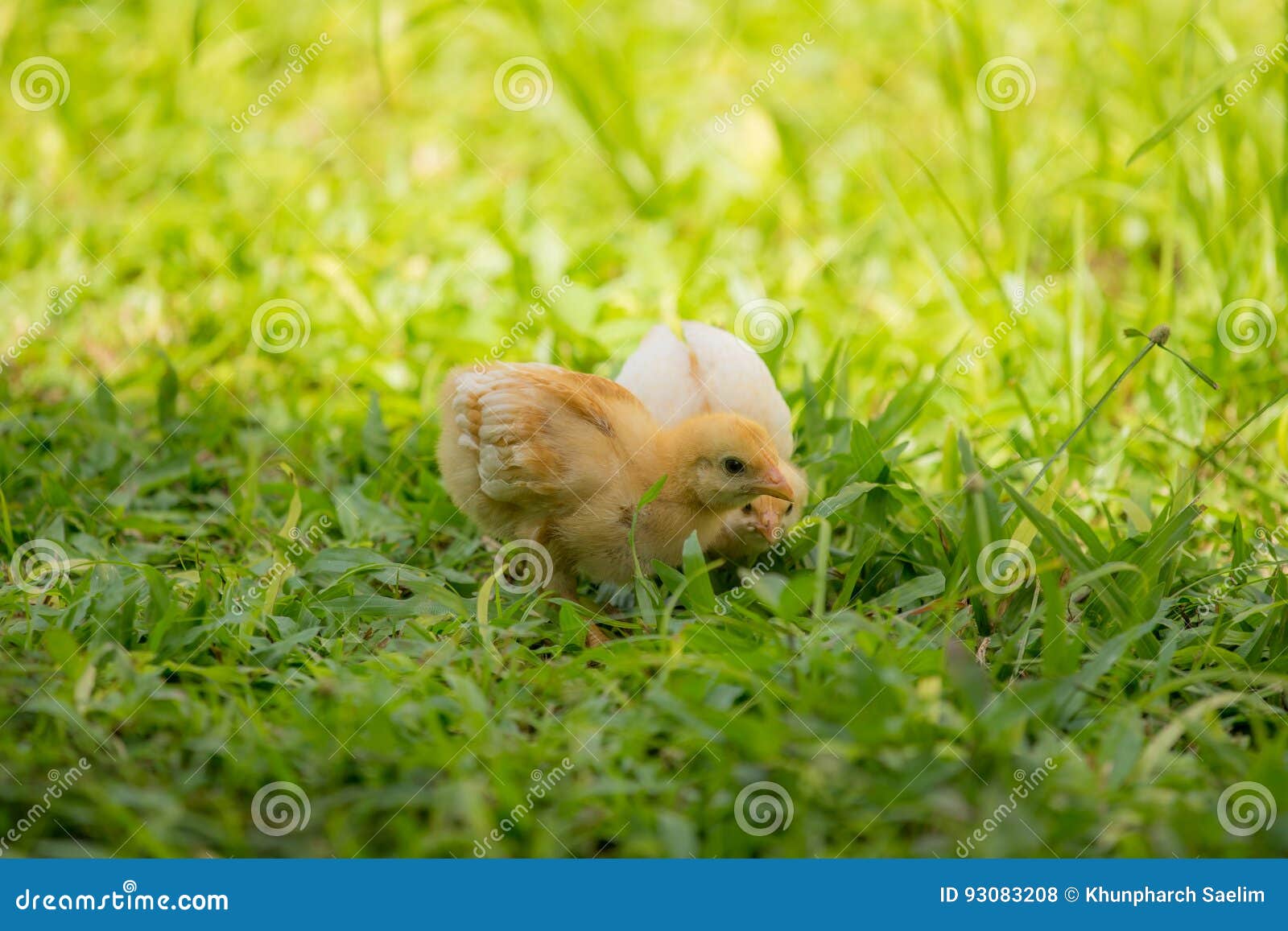 A Small Yellow Chick Walks Across the Yard Stock Photo - Image of ...