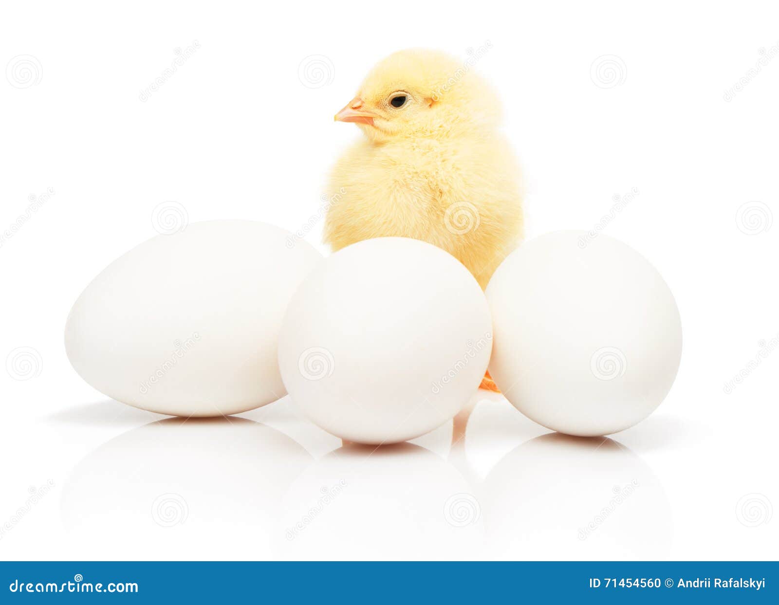 Very Small Chicken Egg at Jackson Steinfeld blog