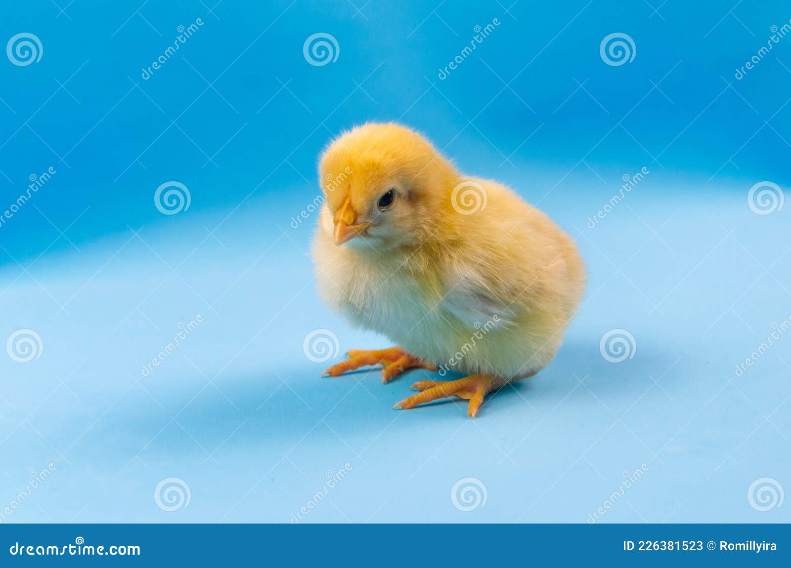 Small Yellow Chicken on a Blue Background. Stock Image - Image of ...