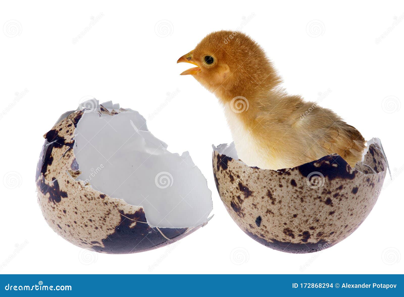 Small Yellow Chicken in Egg Shell on White Stock Photo - Image of ...
