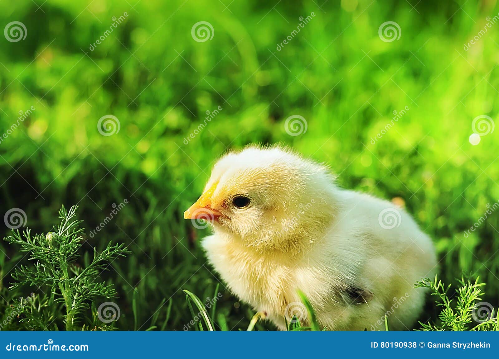 Small Yellow Chicken in a Green Grass Stock Photo - Image of healthy ...