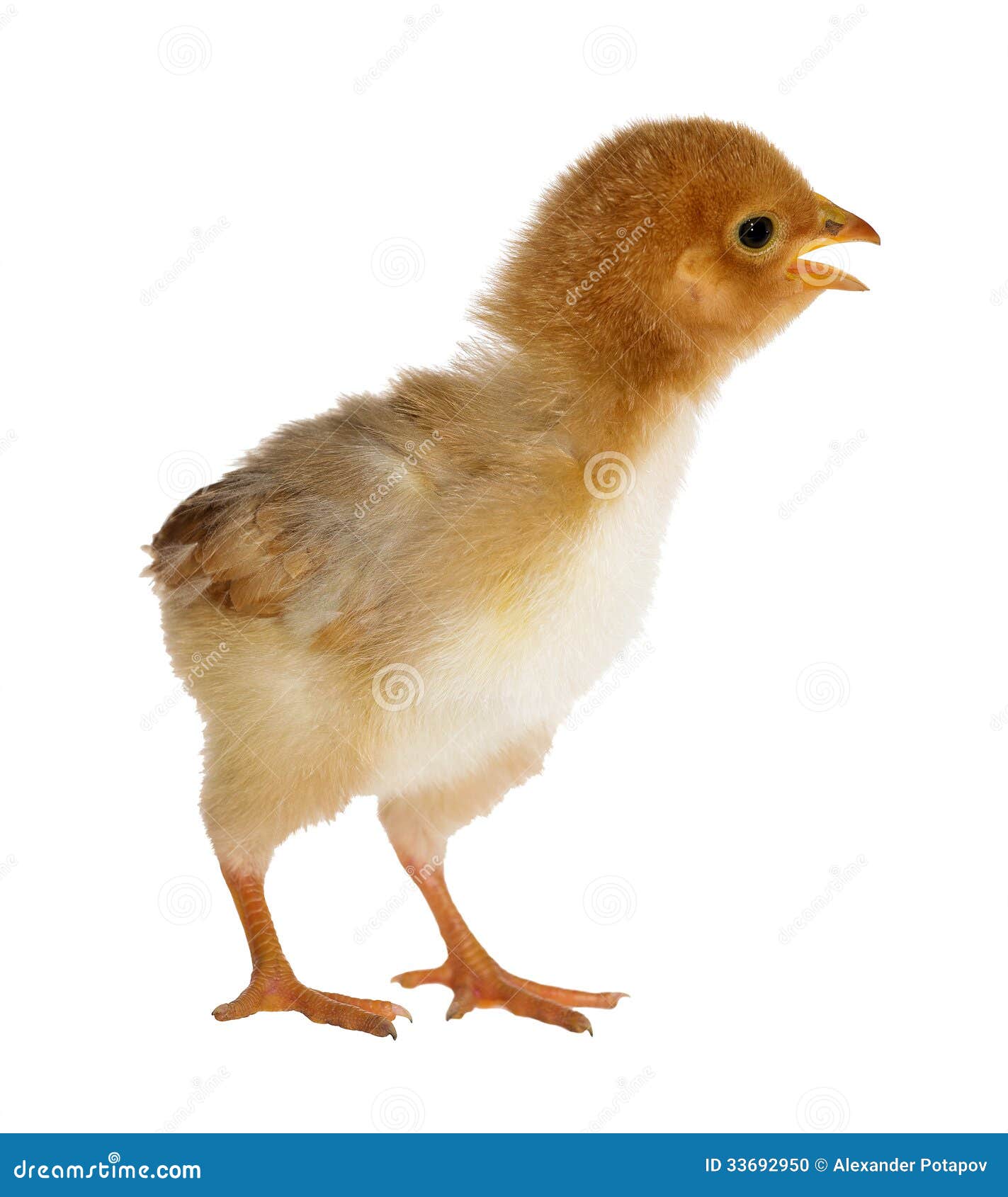 Small Yellow Chicken Isolated on White Stock Photo - Image of pets ...