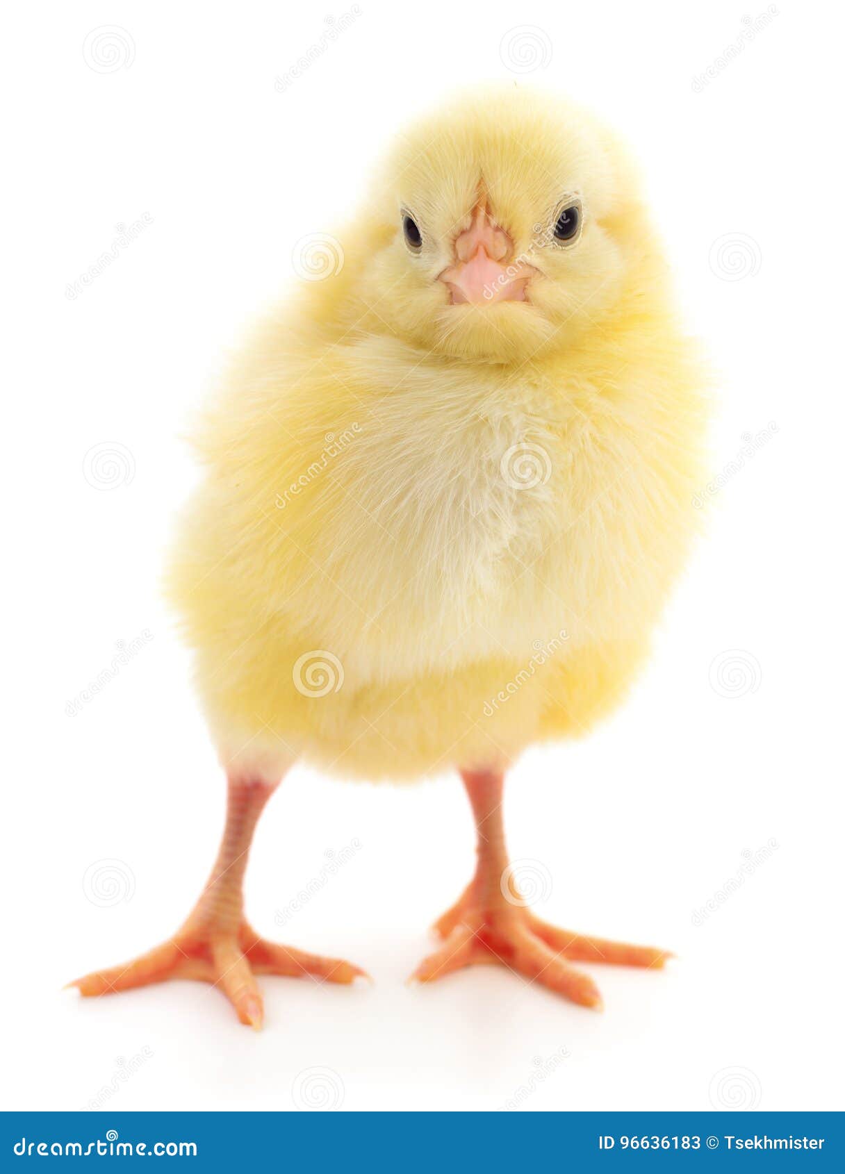 Small yellow chicken stock image. Image of color, baby - 96636183