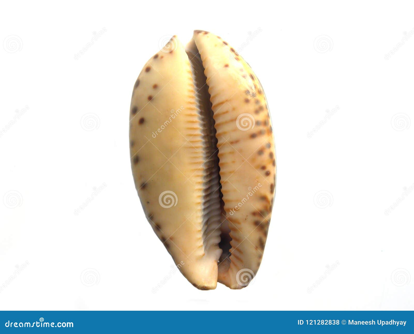 Small Yellow Color Conch Shell Stock Photo - Image of design ...
