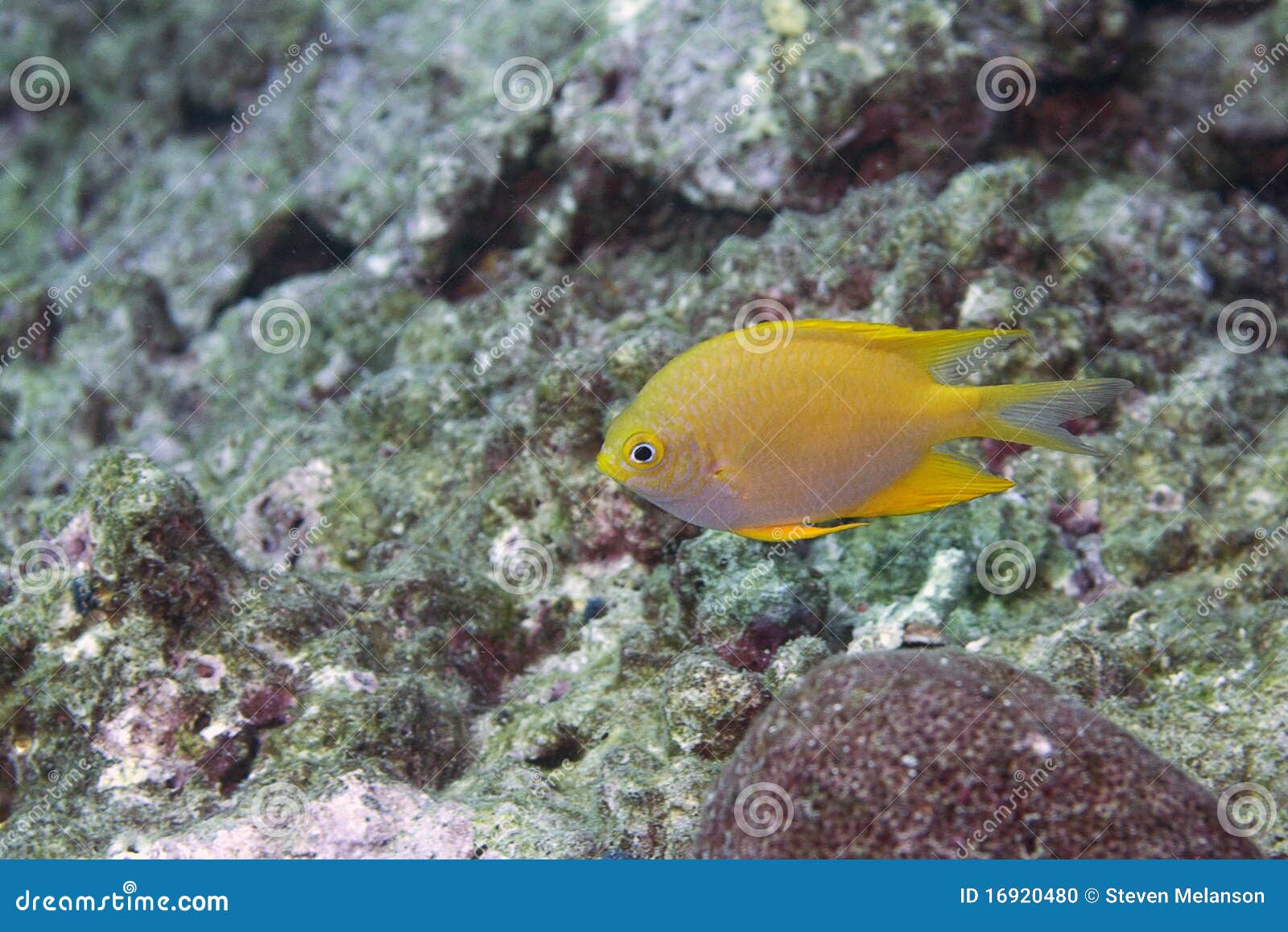 Small yellow coral fish stock photo. Image of scuba, tropical - 16920480