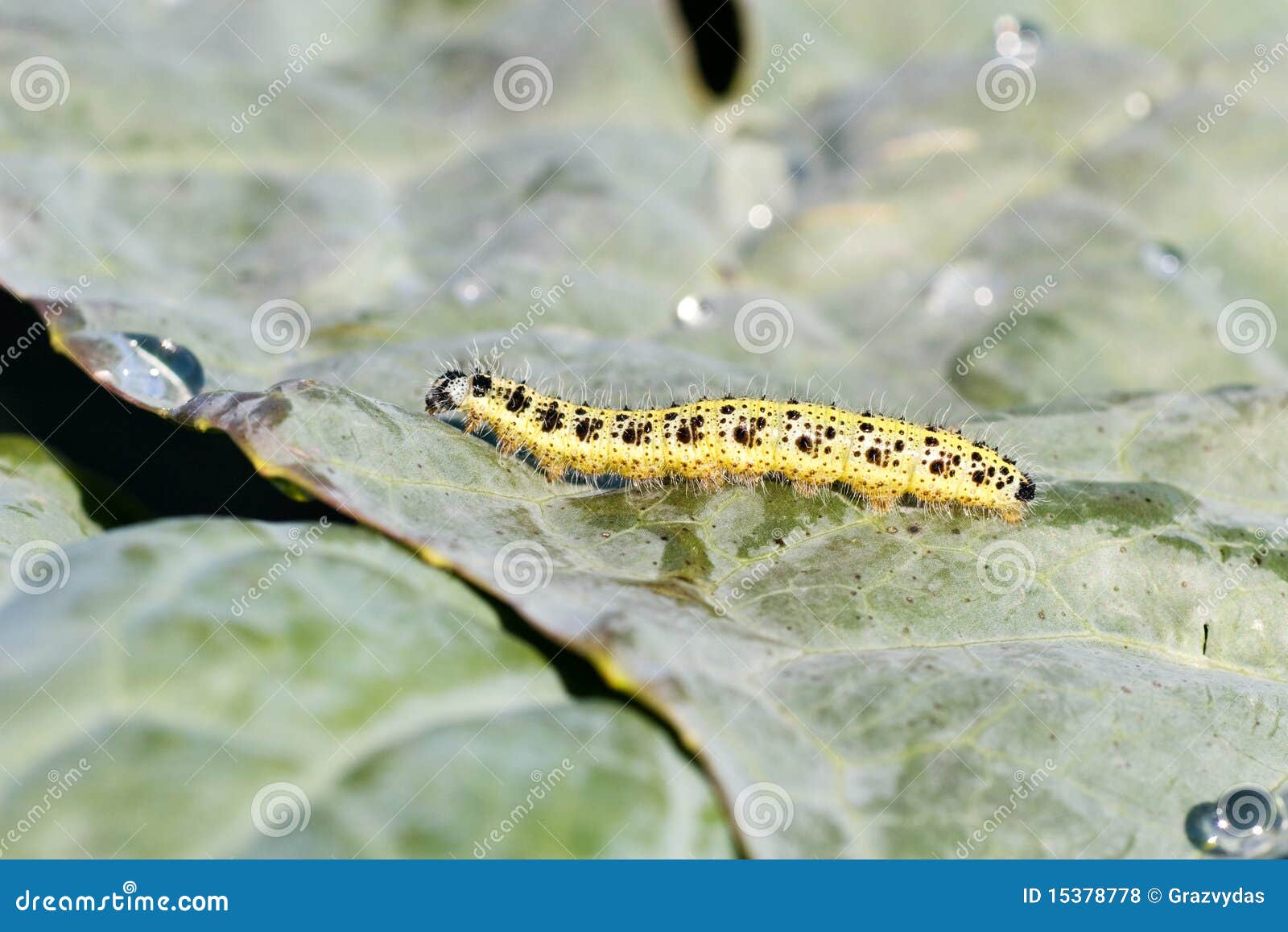Small yellow cutworm stock photo. Image of nature, caterpillar - 15378778