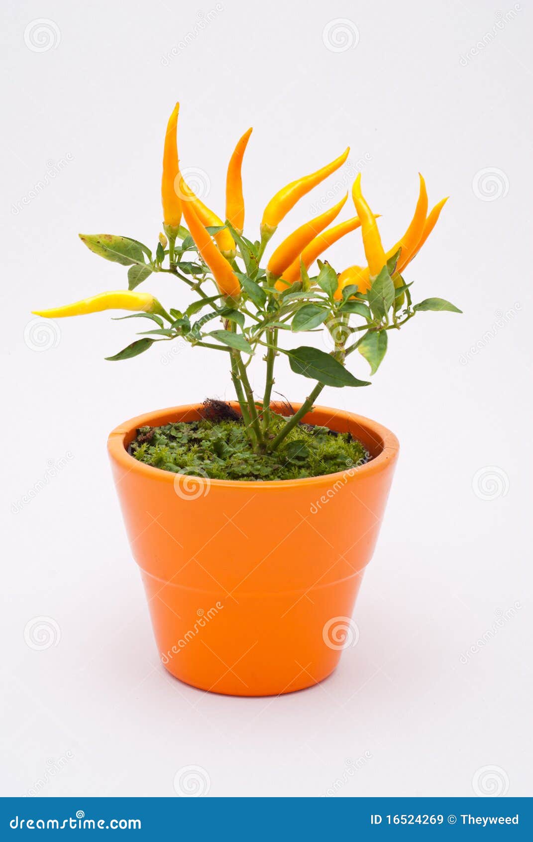 Small Yellow Decorative Chili Plant Stock Image - Image of plant ...