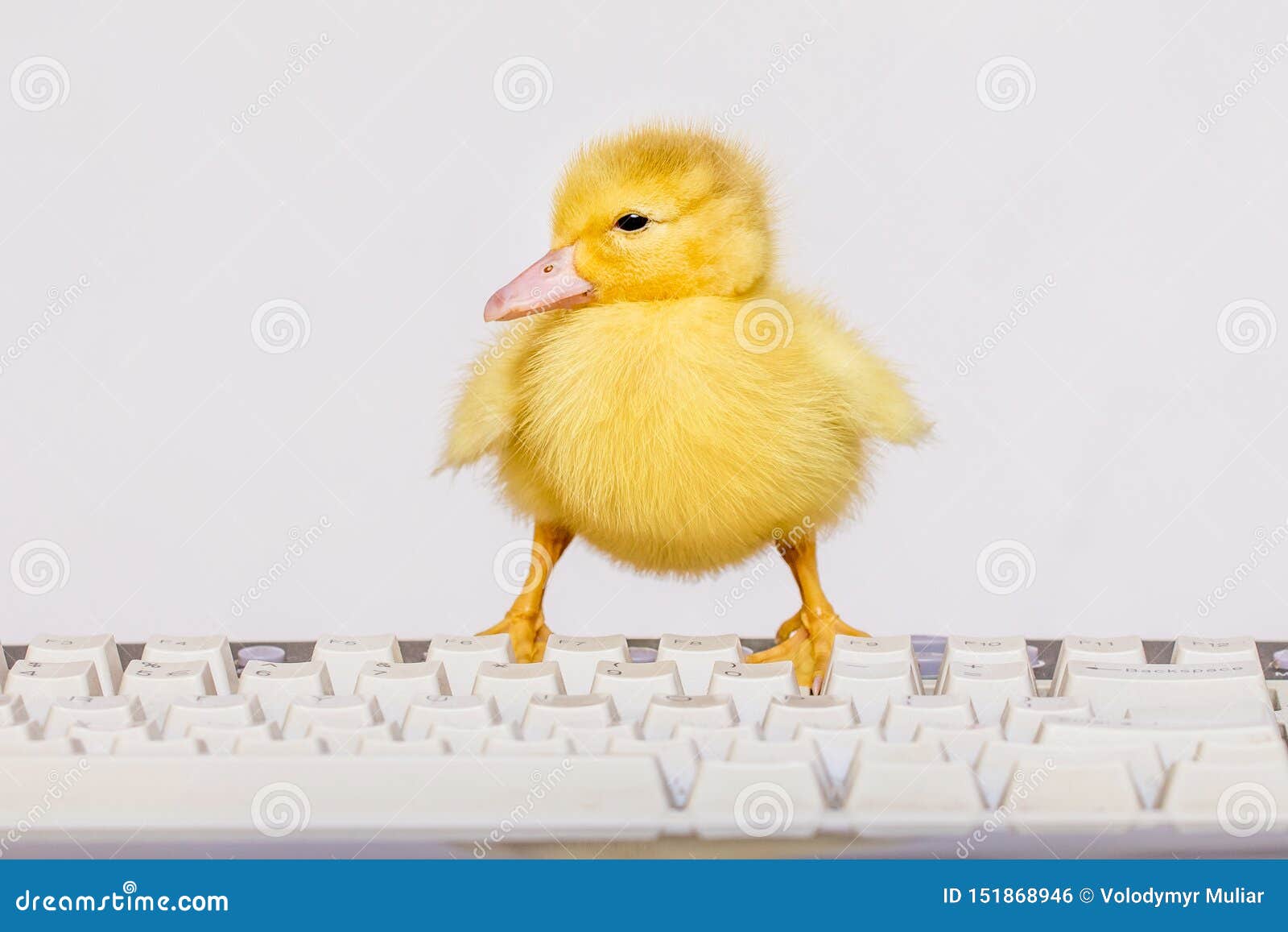 A Small Yellow Duck on the Computer Keyboard. Work in the Office at the ...