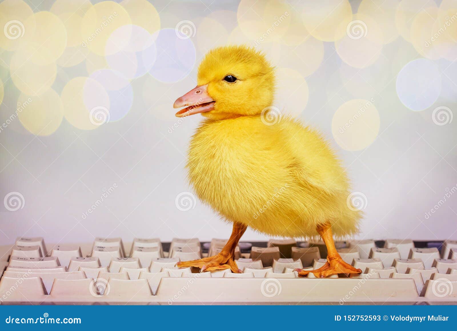 A Small Yellow Duck on the Computer Keyboard. Work in the Office at the ...