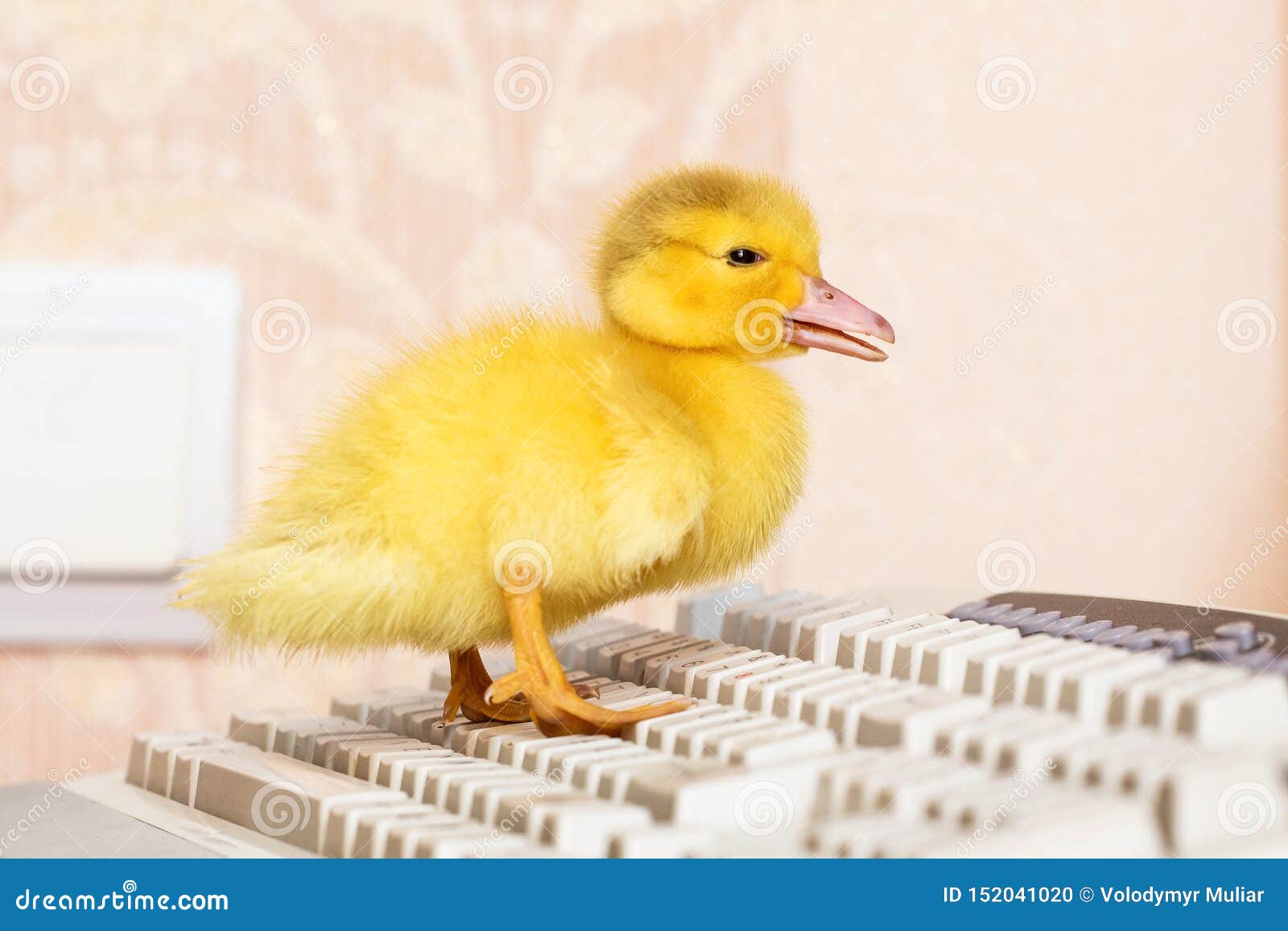 A Small Yellow Duck on the Computer Keyboard. Work in the Office at the ...