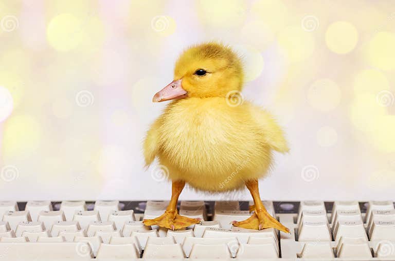 A Small Yellow Duck on the Computer Keyboard. Work in the Office at the ...