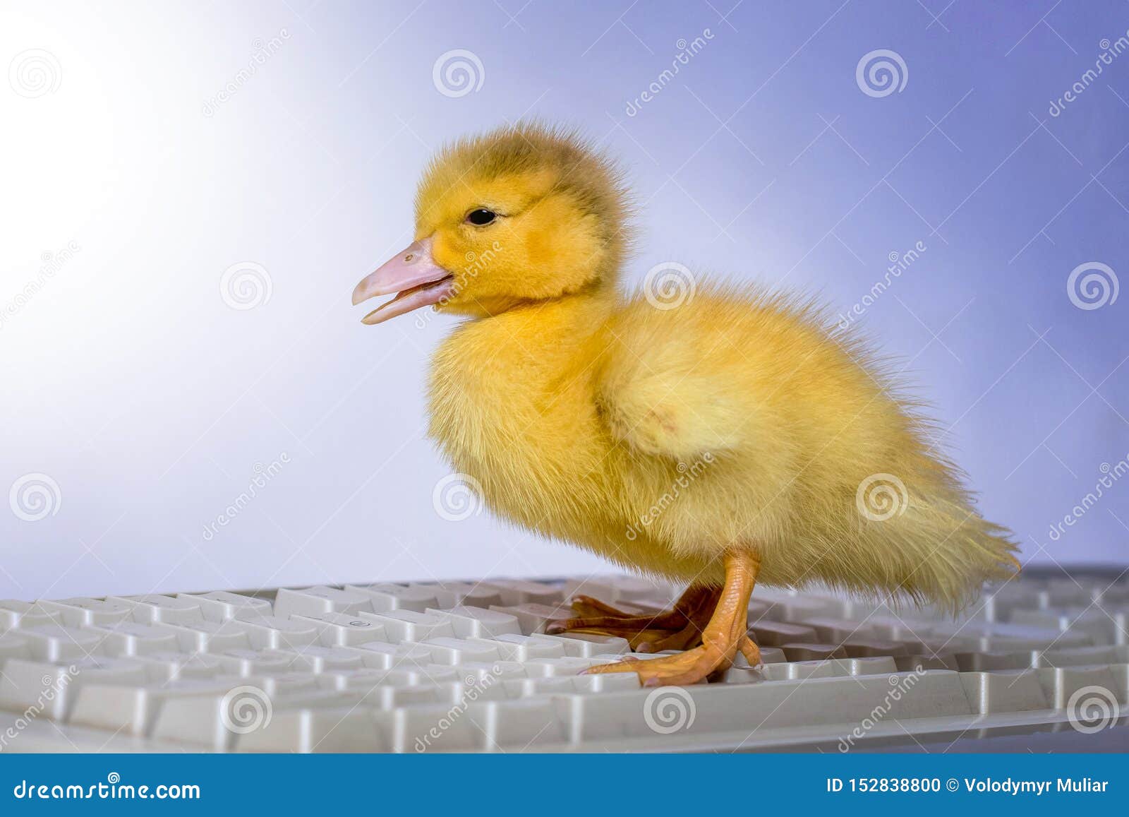 A Small Yellow Duck on the Computer Keyboard. Work in the Office at the ...