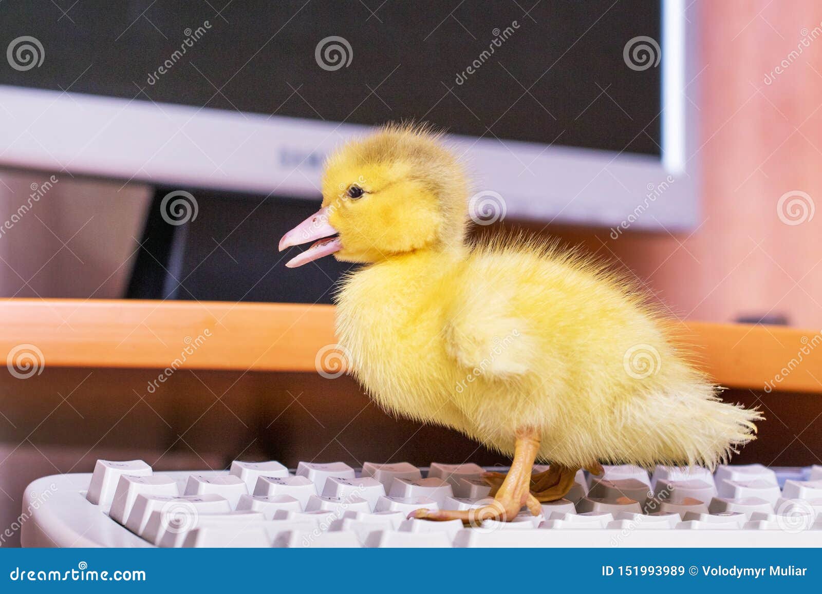 A Small Yellow Duck on the Keyboard Near the Computer. Work in the ...