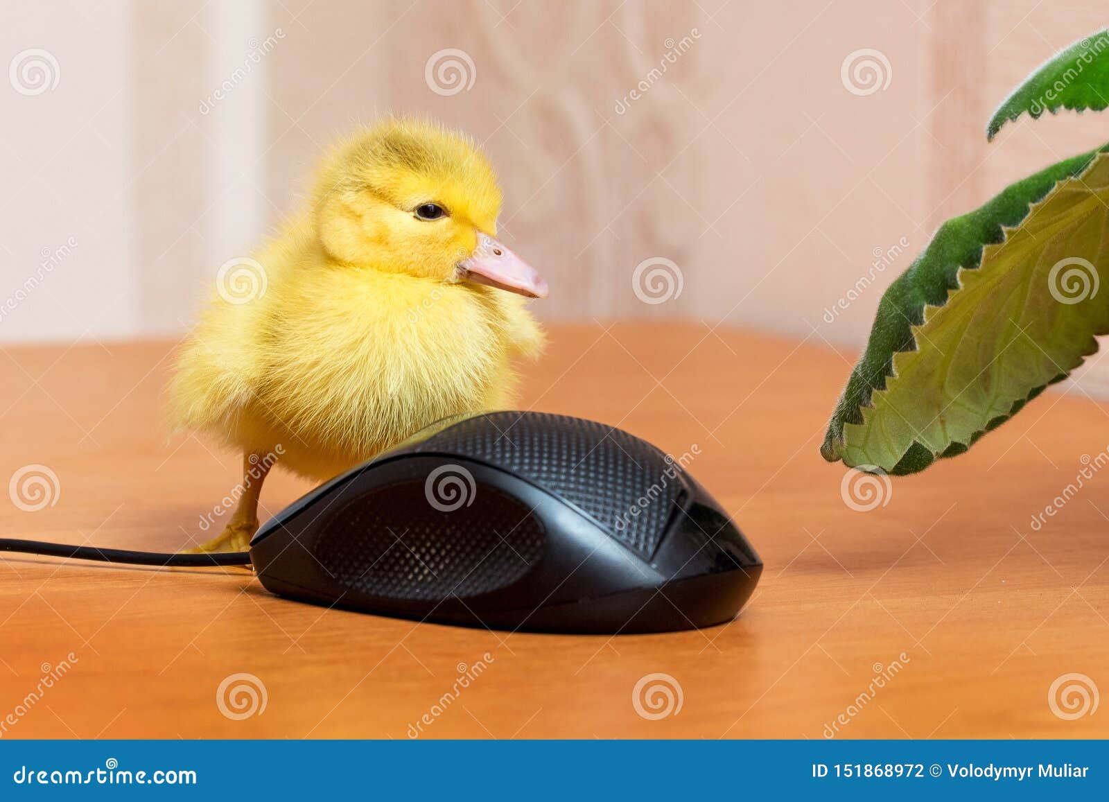 A Small Yellow Duck Near a Computer Mouse. Work in the Office at the ...